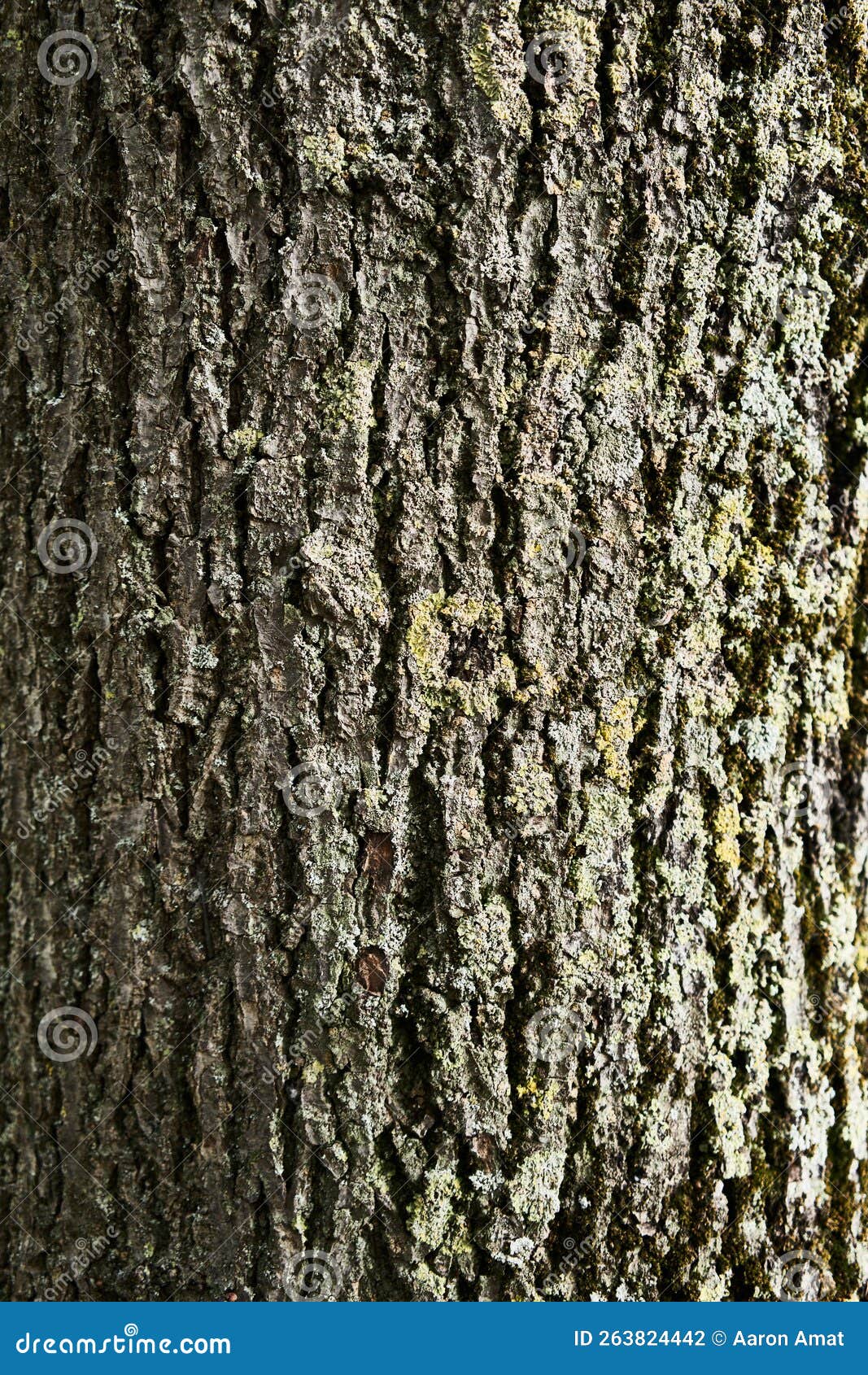 Texture of a tree bark stock photo. Image of wooden - 263824442