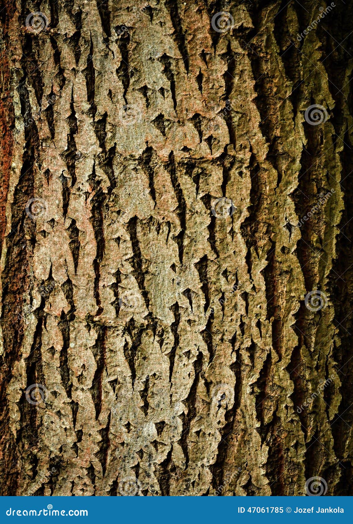 Texture of tree bark stock image. Image of pattern, weathered - 47061785