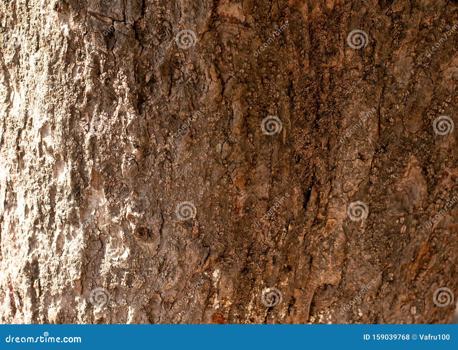 The Texture of the Tree Bark. the Bark is Brown Stock Photo - Image of ...