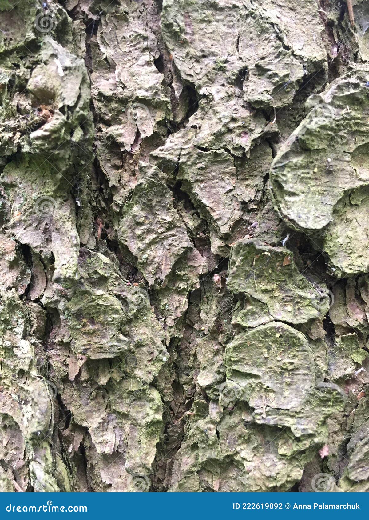 Texture of Tree Bark Close-up Stock Photo - Image of soil, wood: 222619092