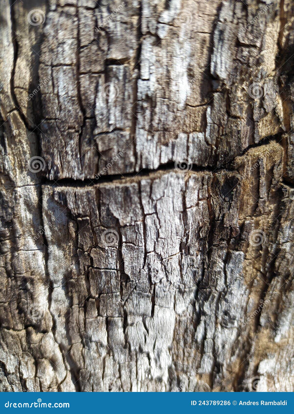 Texture on the Tree Bark. Colors, Art and Photography Stock Photo ...