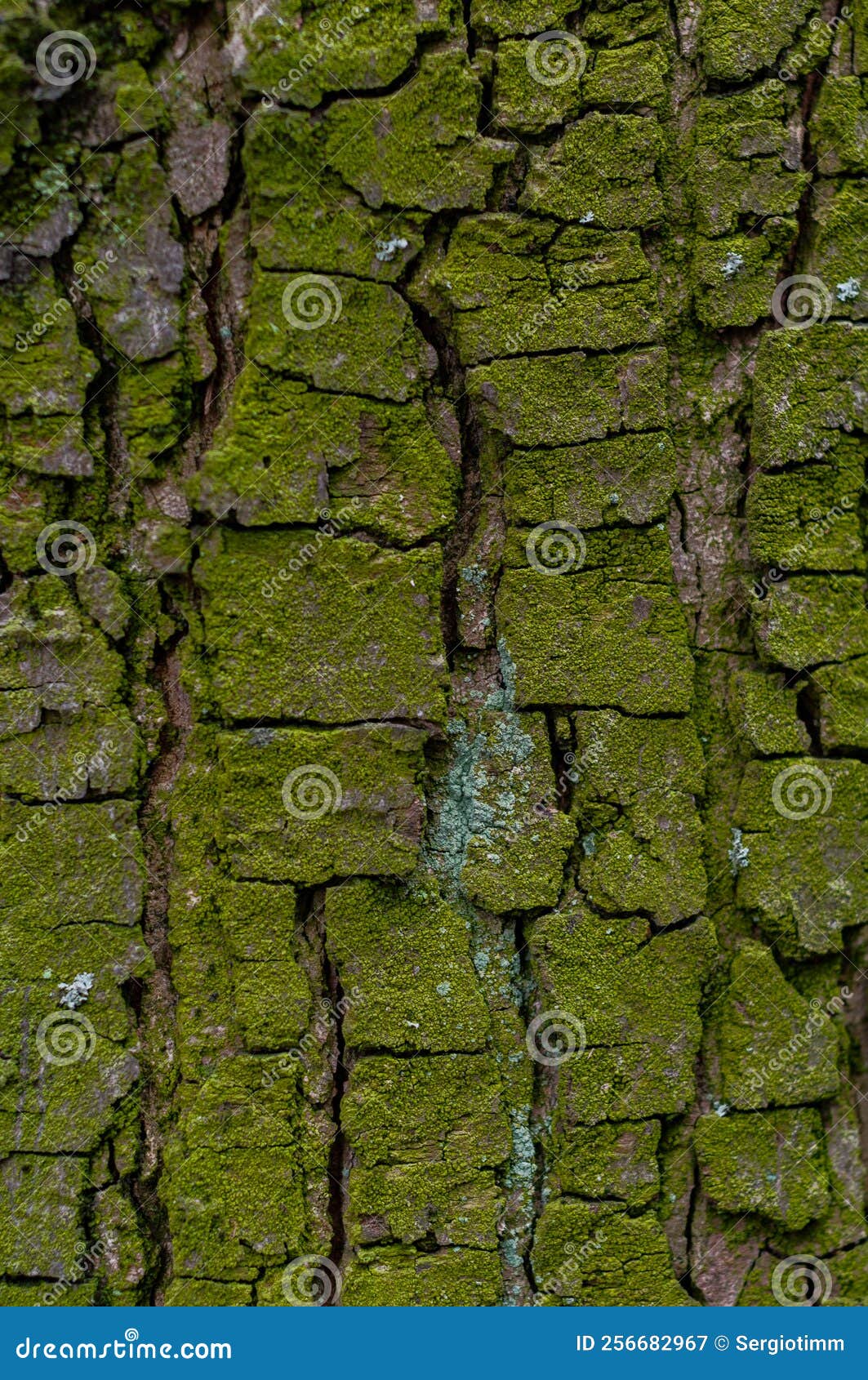 The Texture of Tree Bark Covered with Bright Green Mold. Natural ...