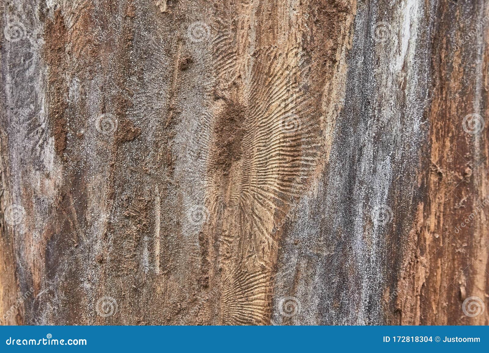 Texture of Tree Bark Decorated with Patterns Left Over from the Bark ...