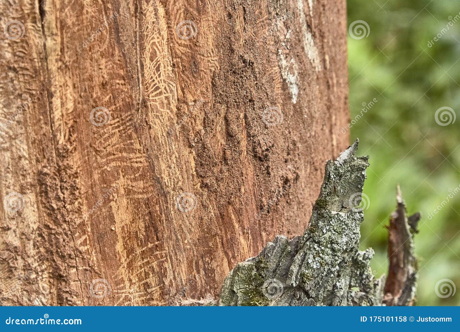 Texture of Tree Bark Decorated with Patterns Left Over from the Bark ...