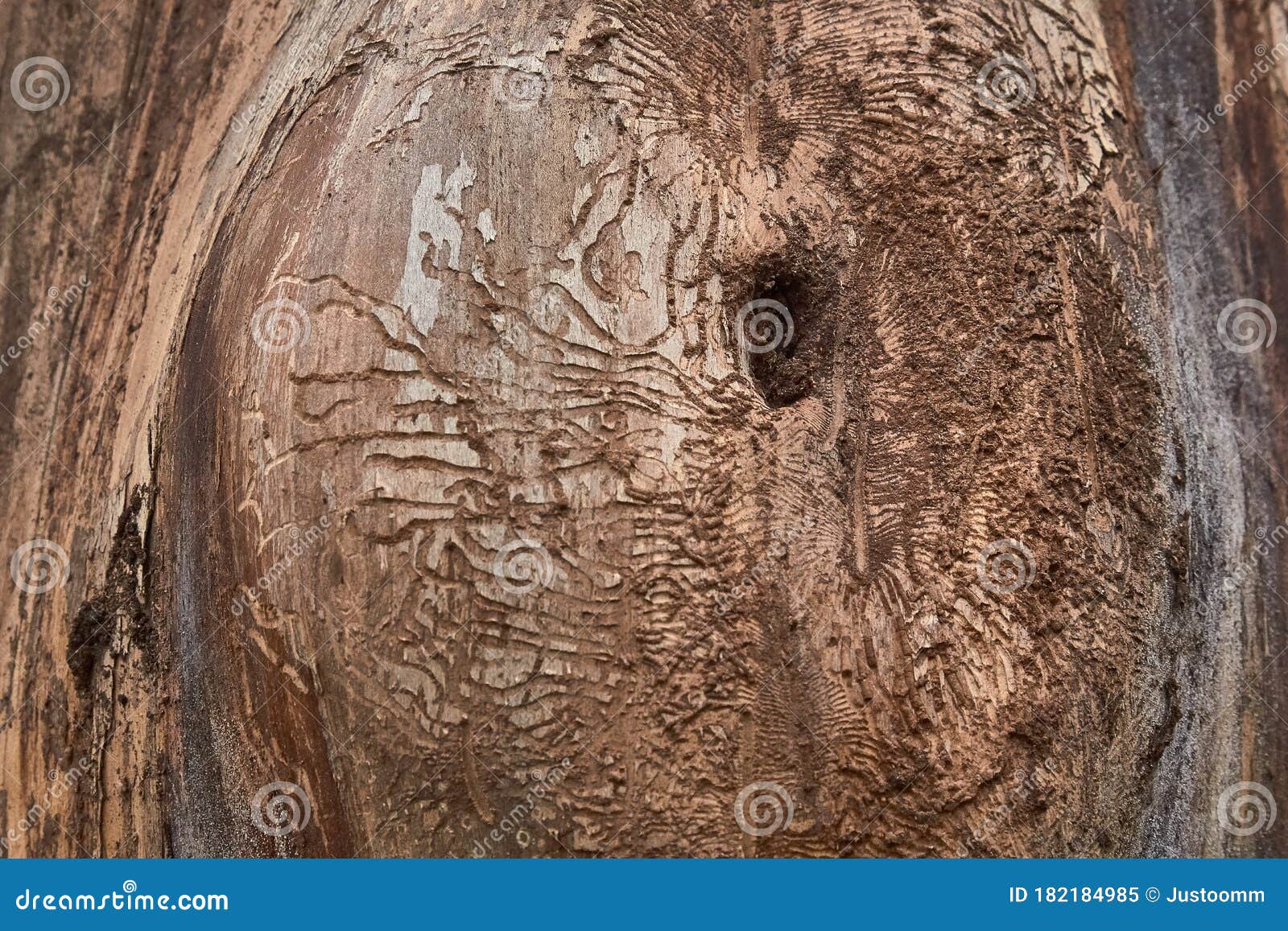Texture of Tree Bark Decorated with Patterns Left Over from the Bark ...