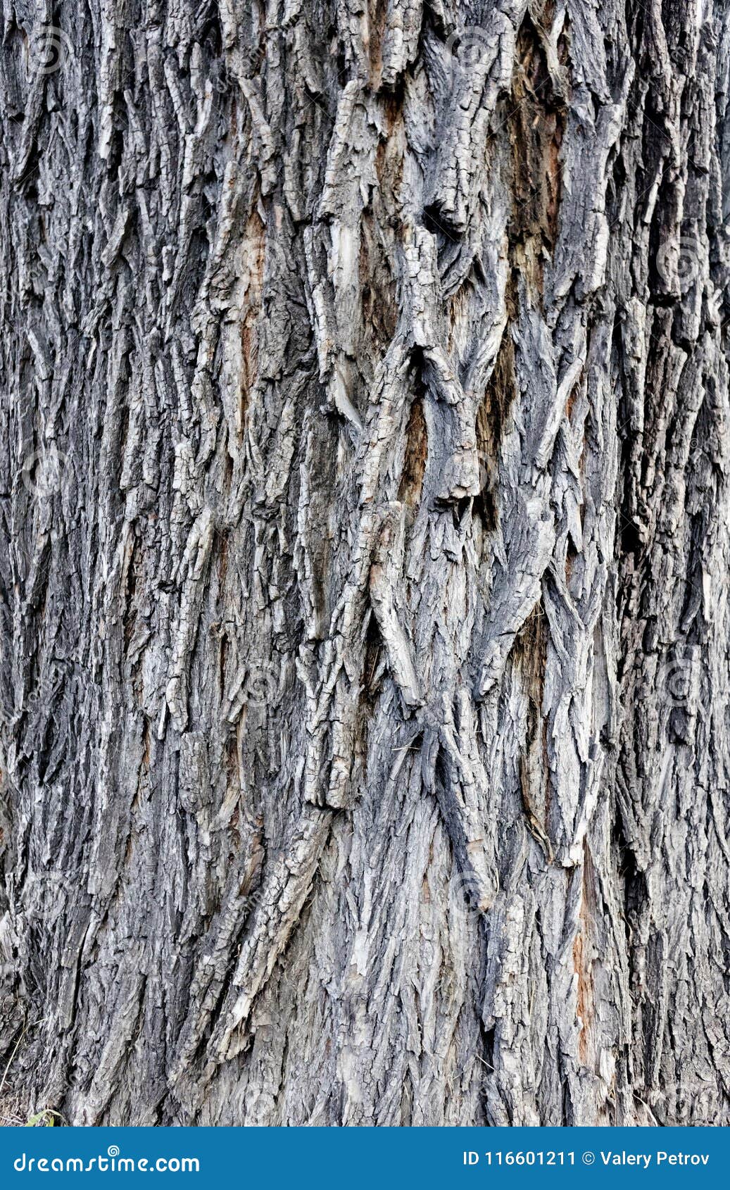 The Texture of the Tree Bark Elm Stock Image - Image of rugged, cracks ...