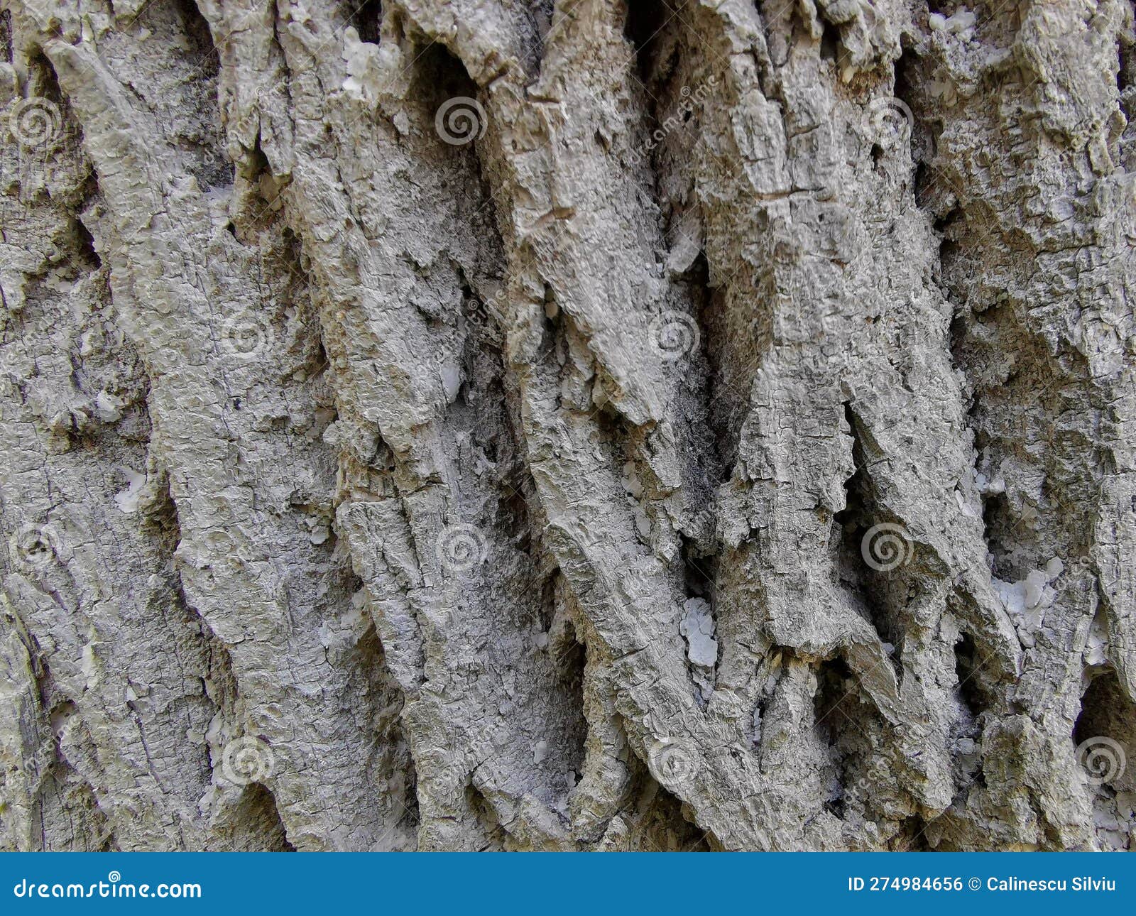 Texture Tree Bark Texture for Graphic Design. Stock Photo - Image of ...