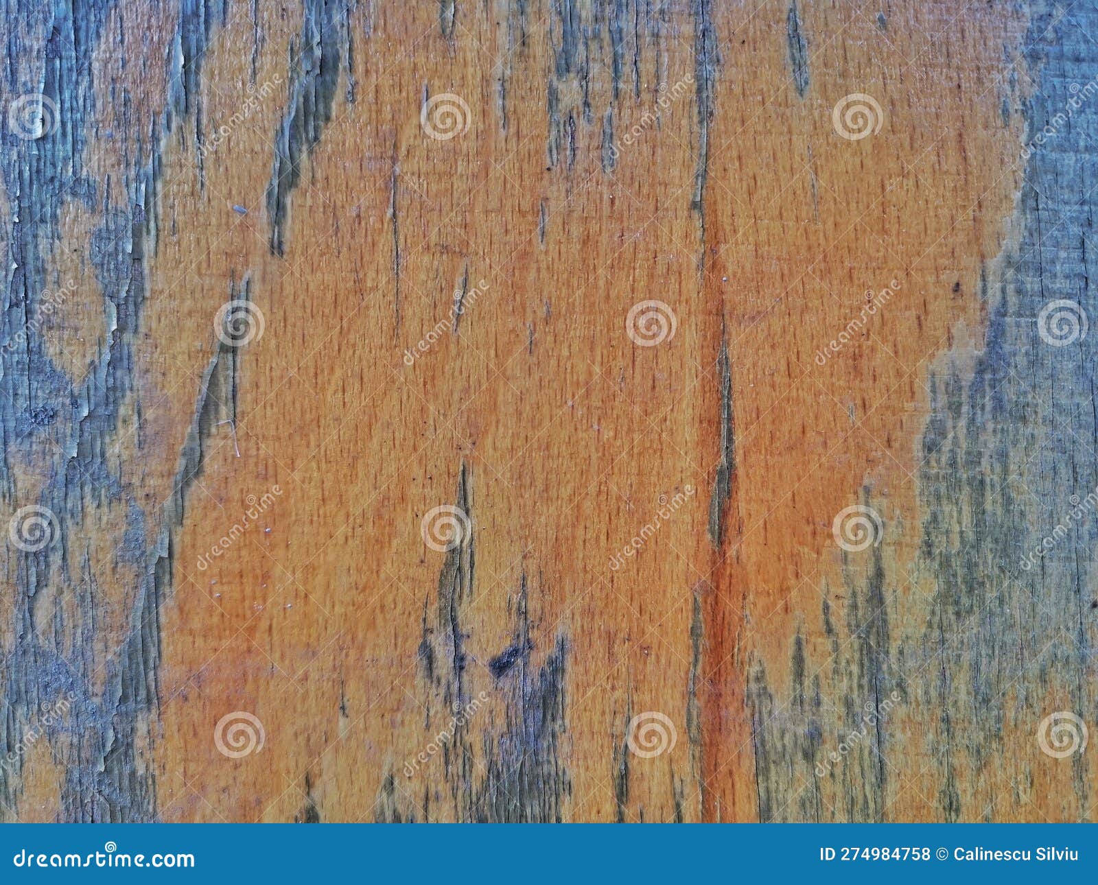 Texture Tree Bark Texture for Graphic Design. Stock Photo - Image of ...