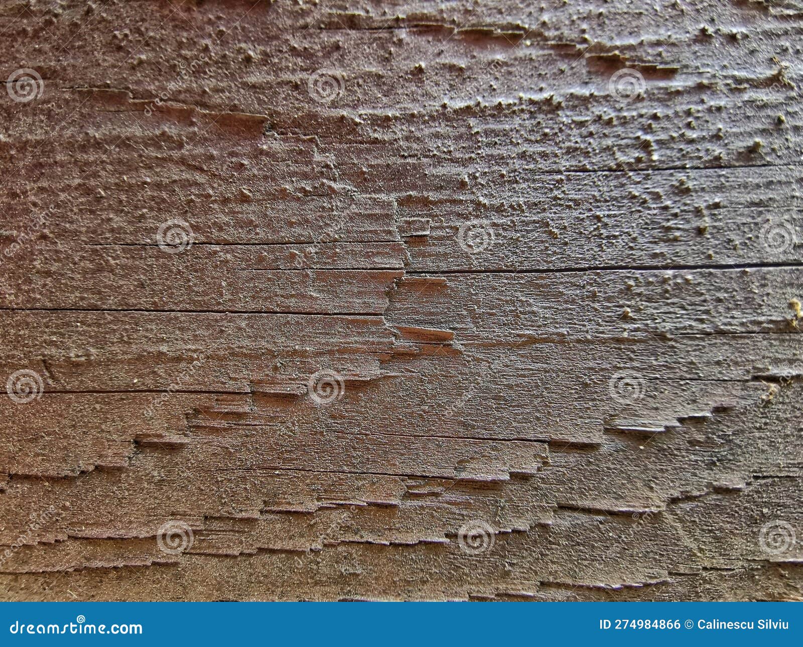 Texture Tree Bark Texture for Graphic Design. Stock Photo - Image of ...