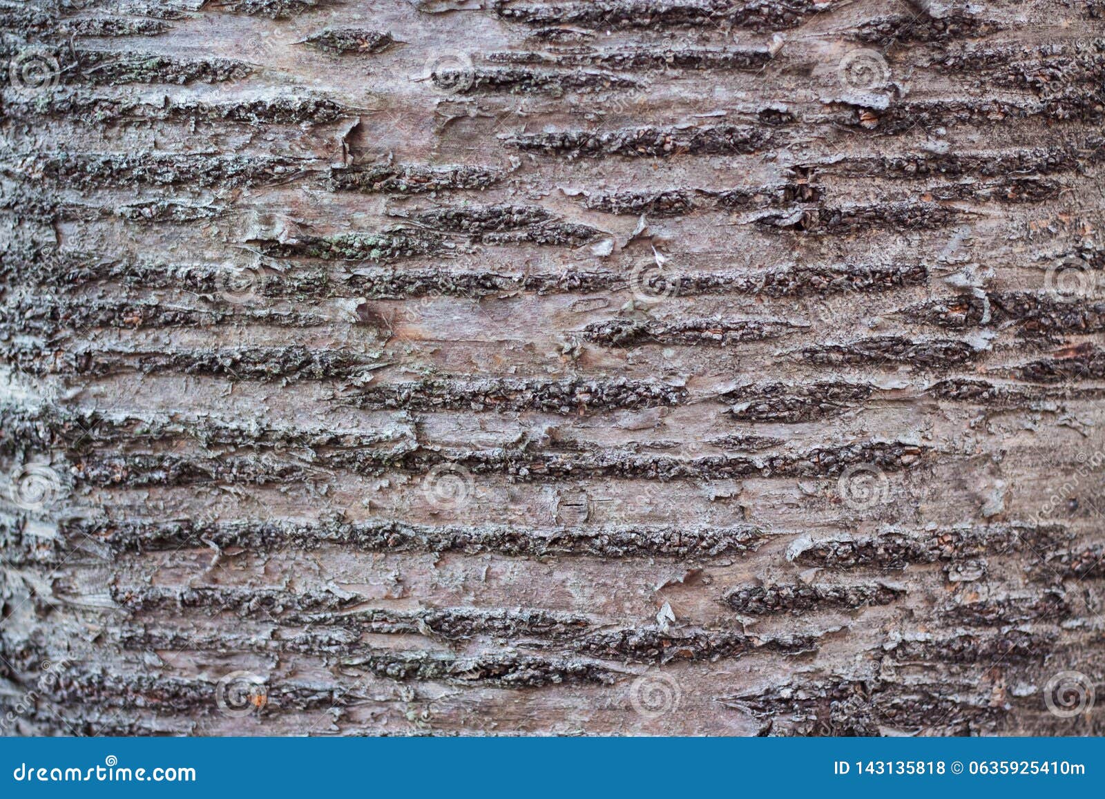 Texture of Tree Bark. Gray. Stock Photo - Image of wooden, wall: 143135818