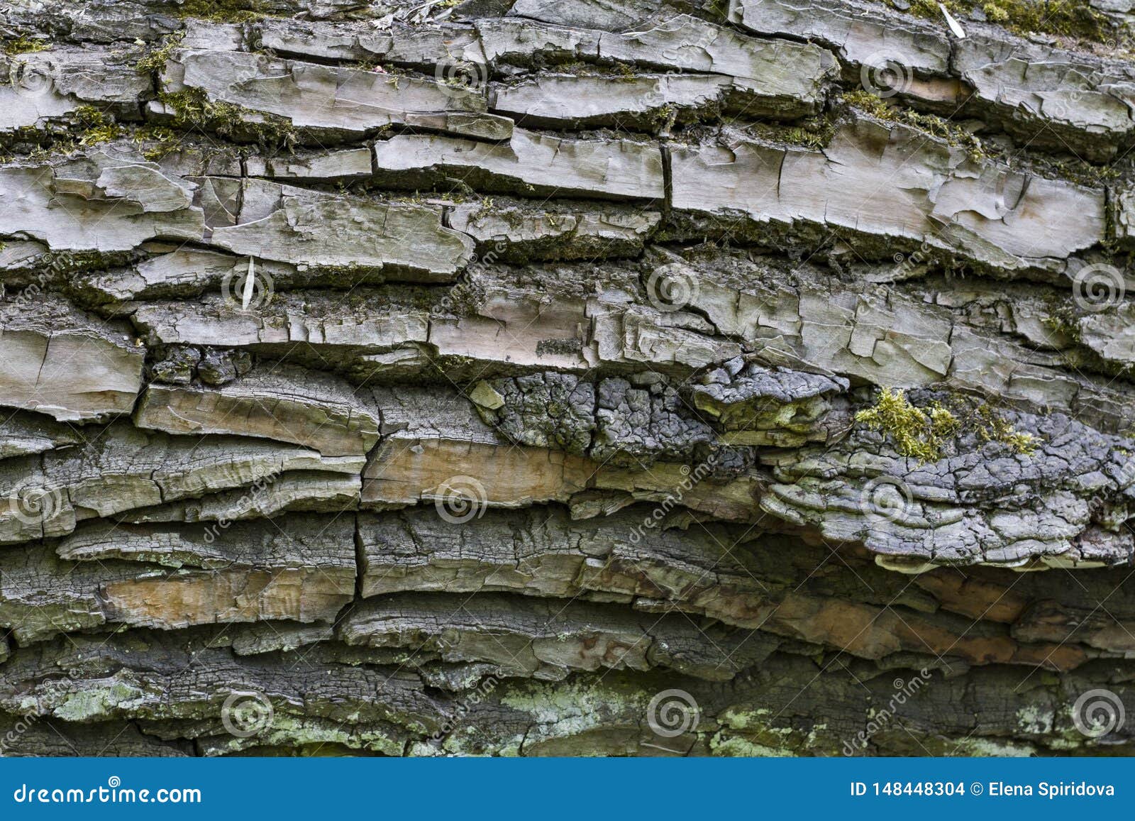 Texture of Tree Bark with Grooves and Grooves Stock Photo - Image of ...