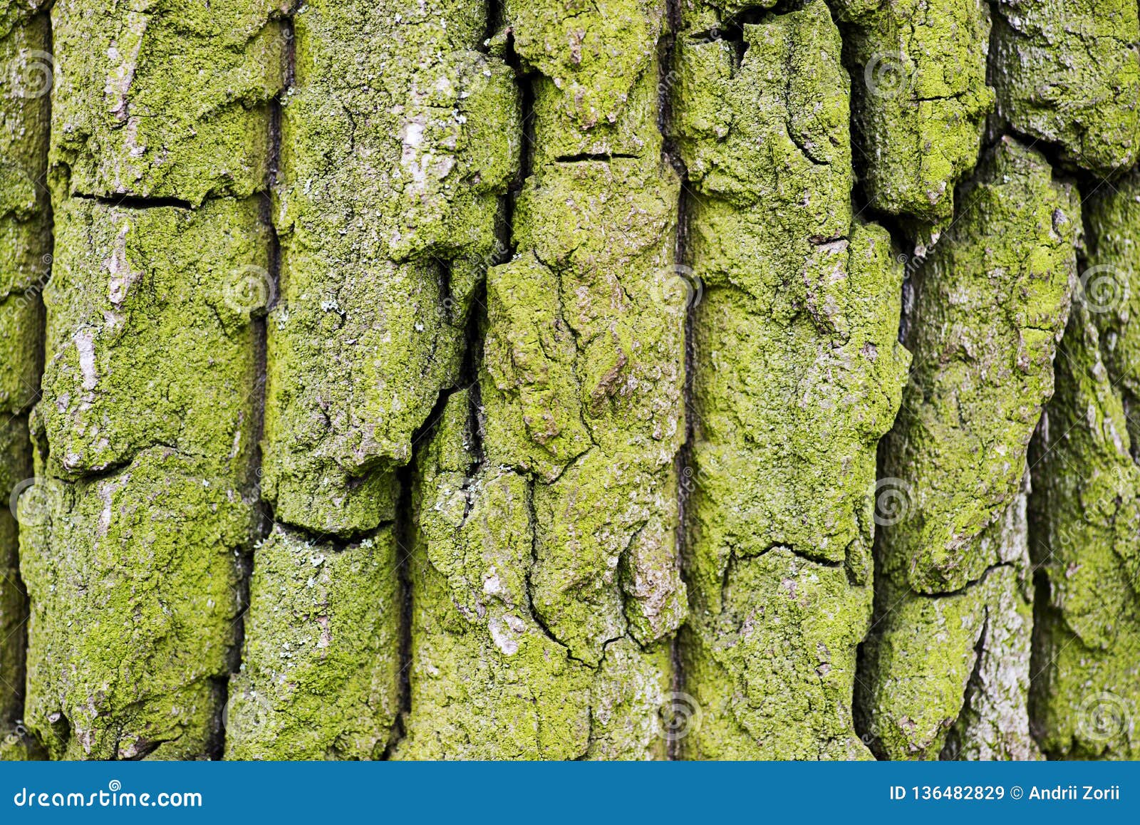The Texture of the Tree Bark. Bark of the Tree Large Deep Cracks Old ...