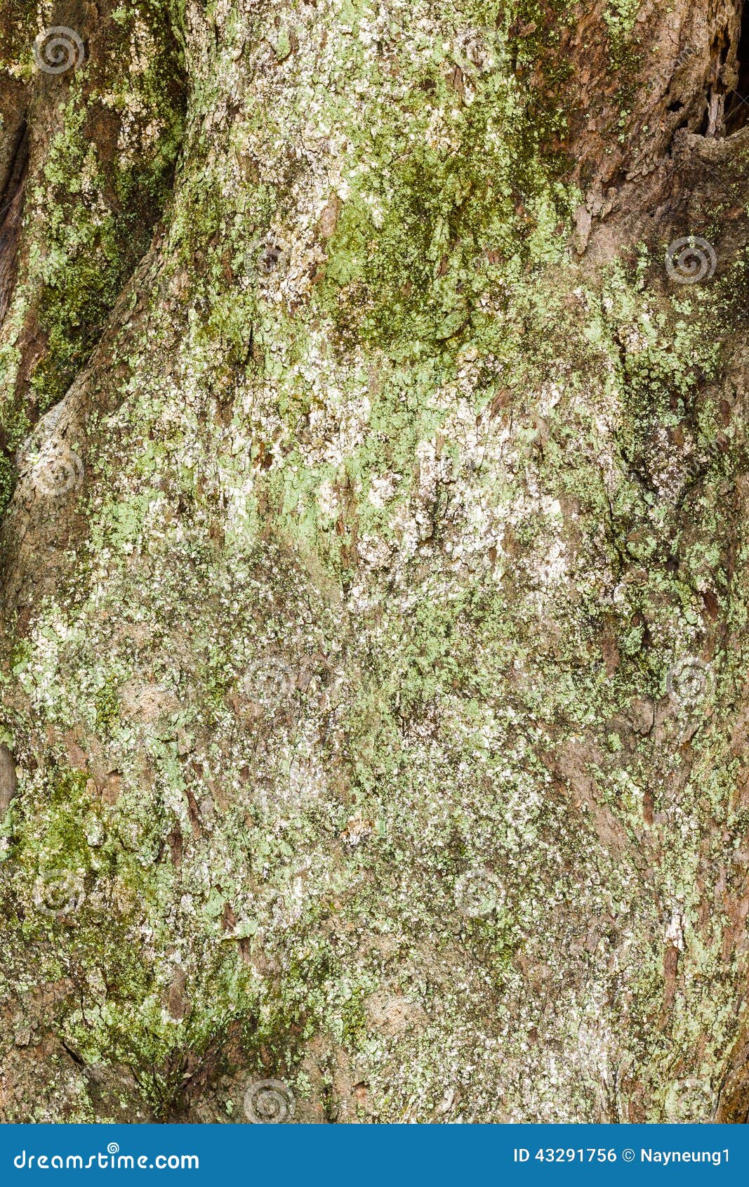 Texture of Tree Bark with Moss As Background. Stock Photo - Image of ...