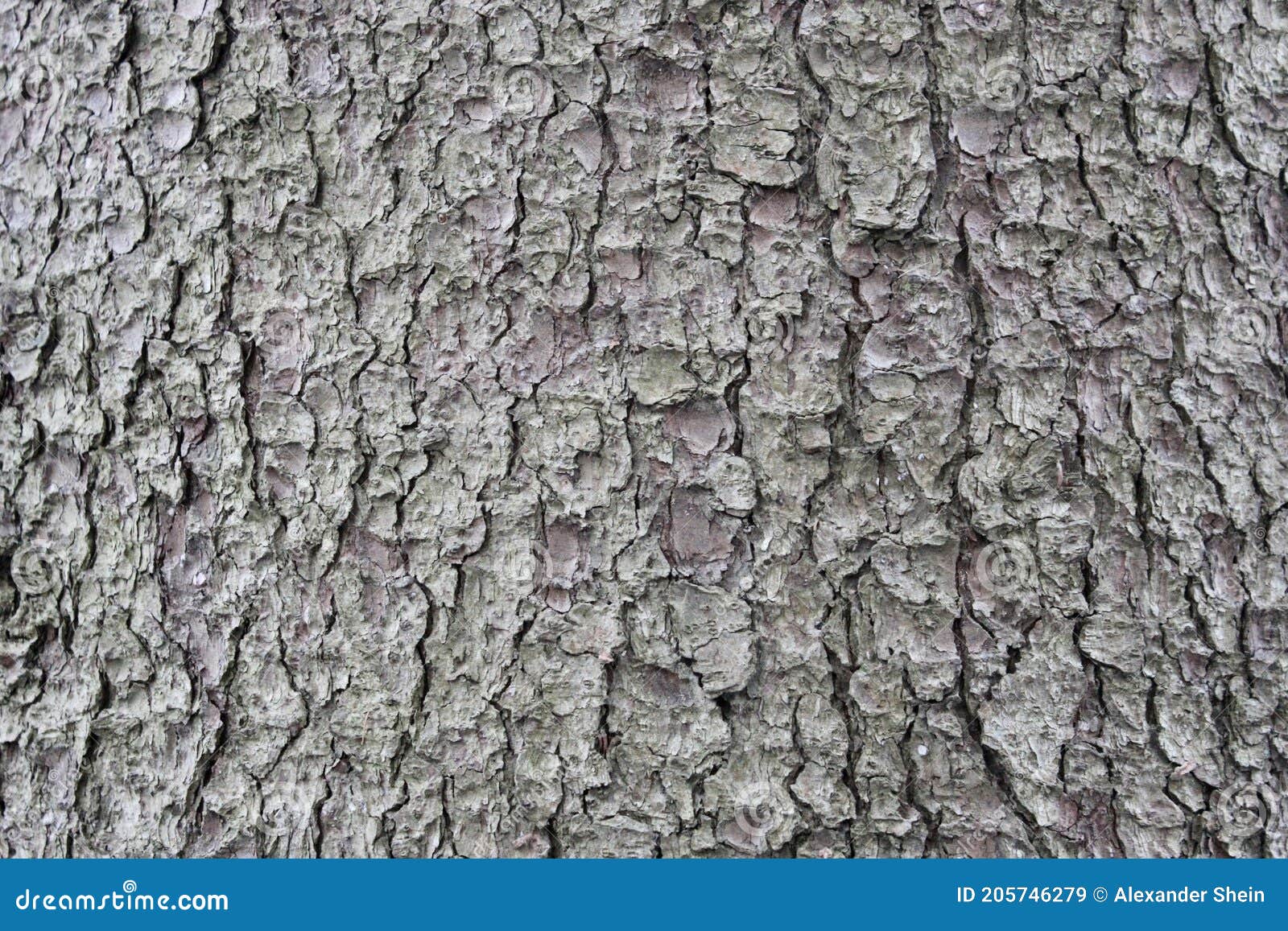 The texture of the tree stock image. Image of branch - 205746279
