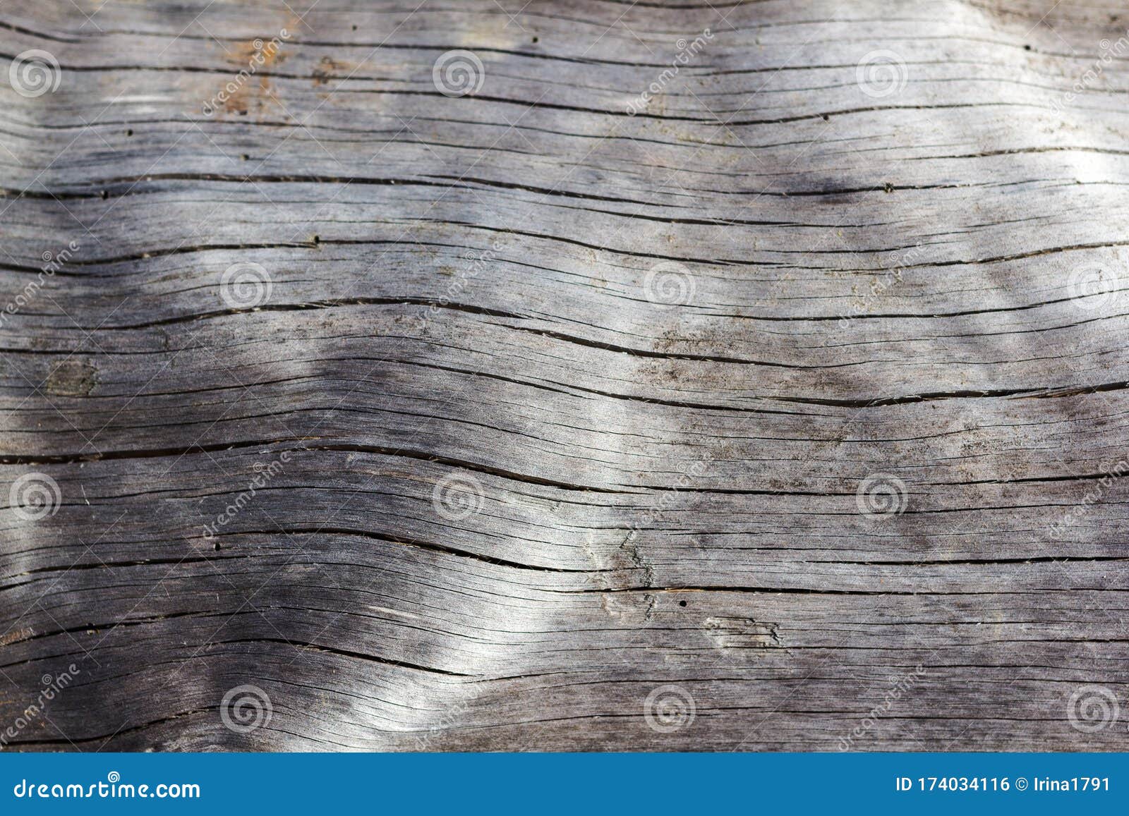 Texture of a Tree without Bark Stock Photo - Image of background ...