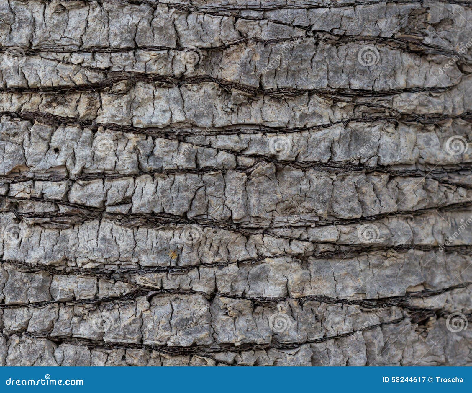 Texture of tree bark stock image. Image of bark, timber - 58244617