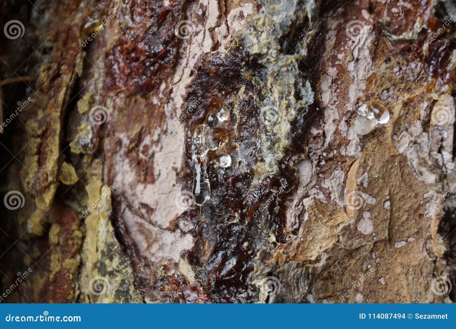 The Texture of the Tree Bark Spruce Resin Spring Stock Photo - Image of ...