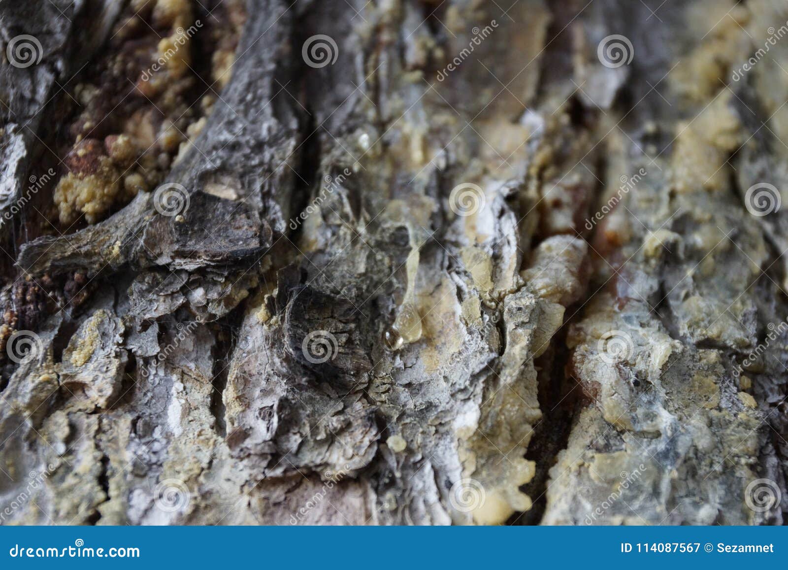 The Texture of the Tree Bark Spruce Resin Spring Stock Image - Image of ...