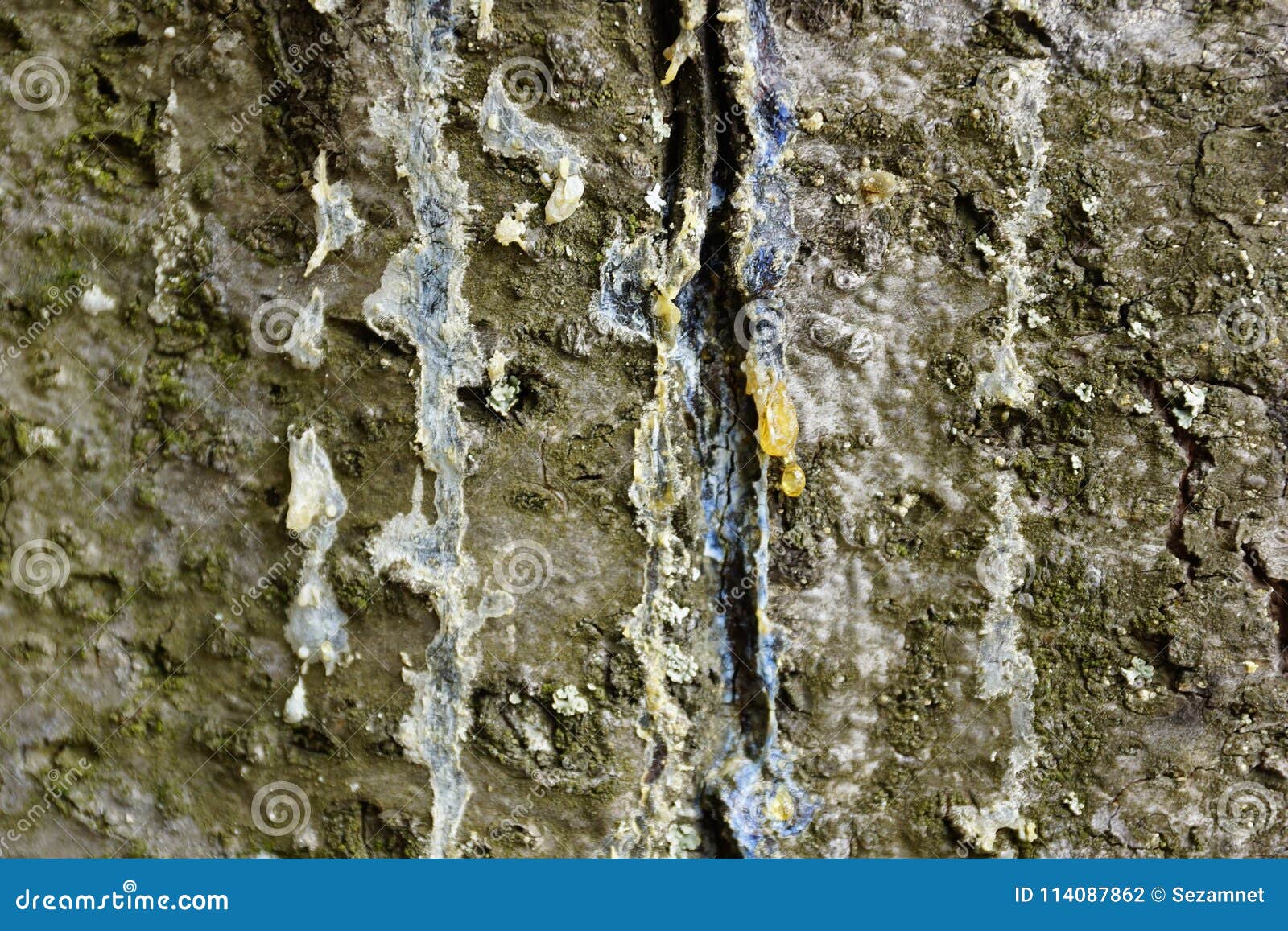 The Texture of the Tree Bark Spruce Resin Spring Stock Photo - Image of ...