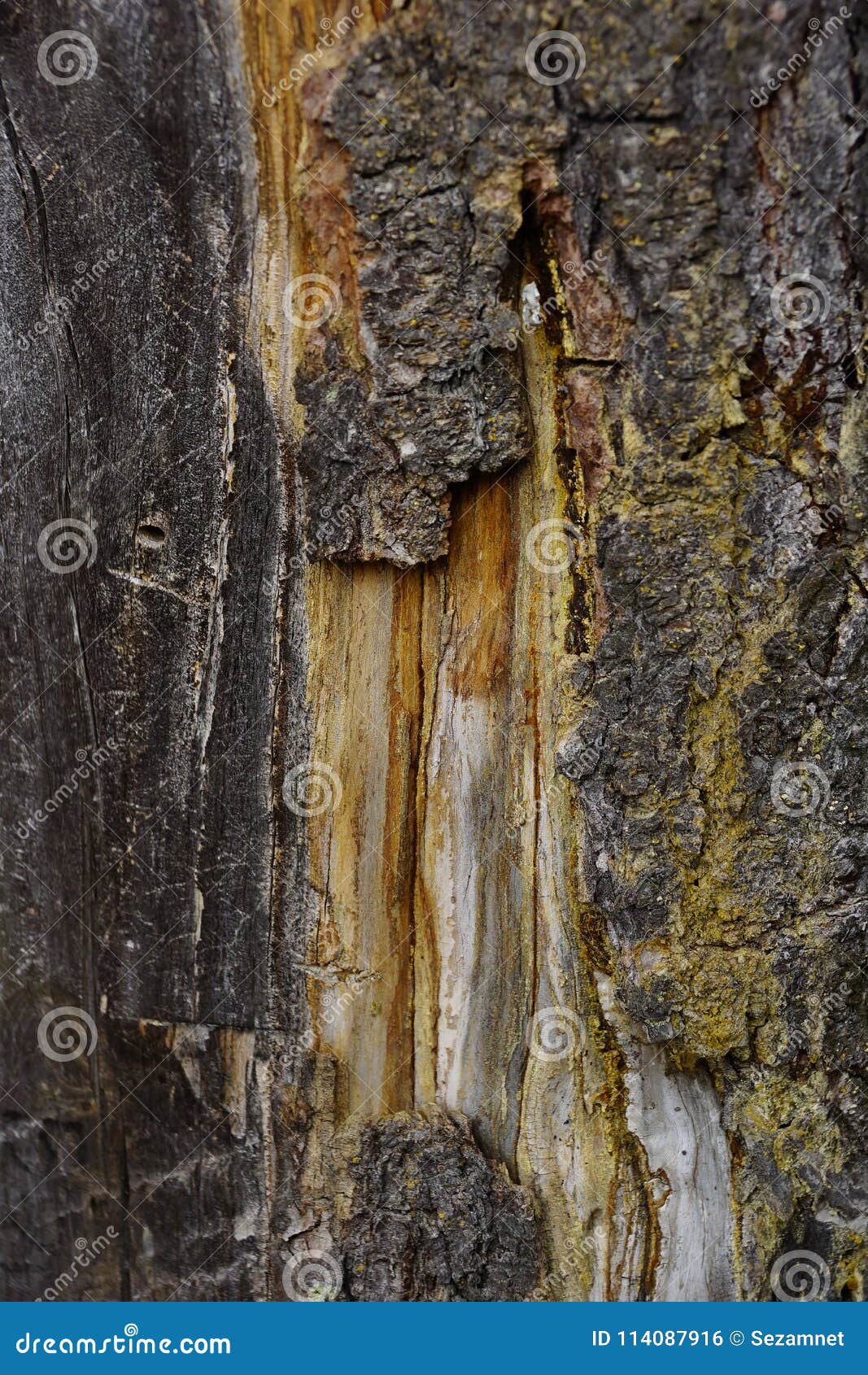 The Texture of the Tree Bark Spruce Resin Spring Stock Photo - Image of ...