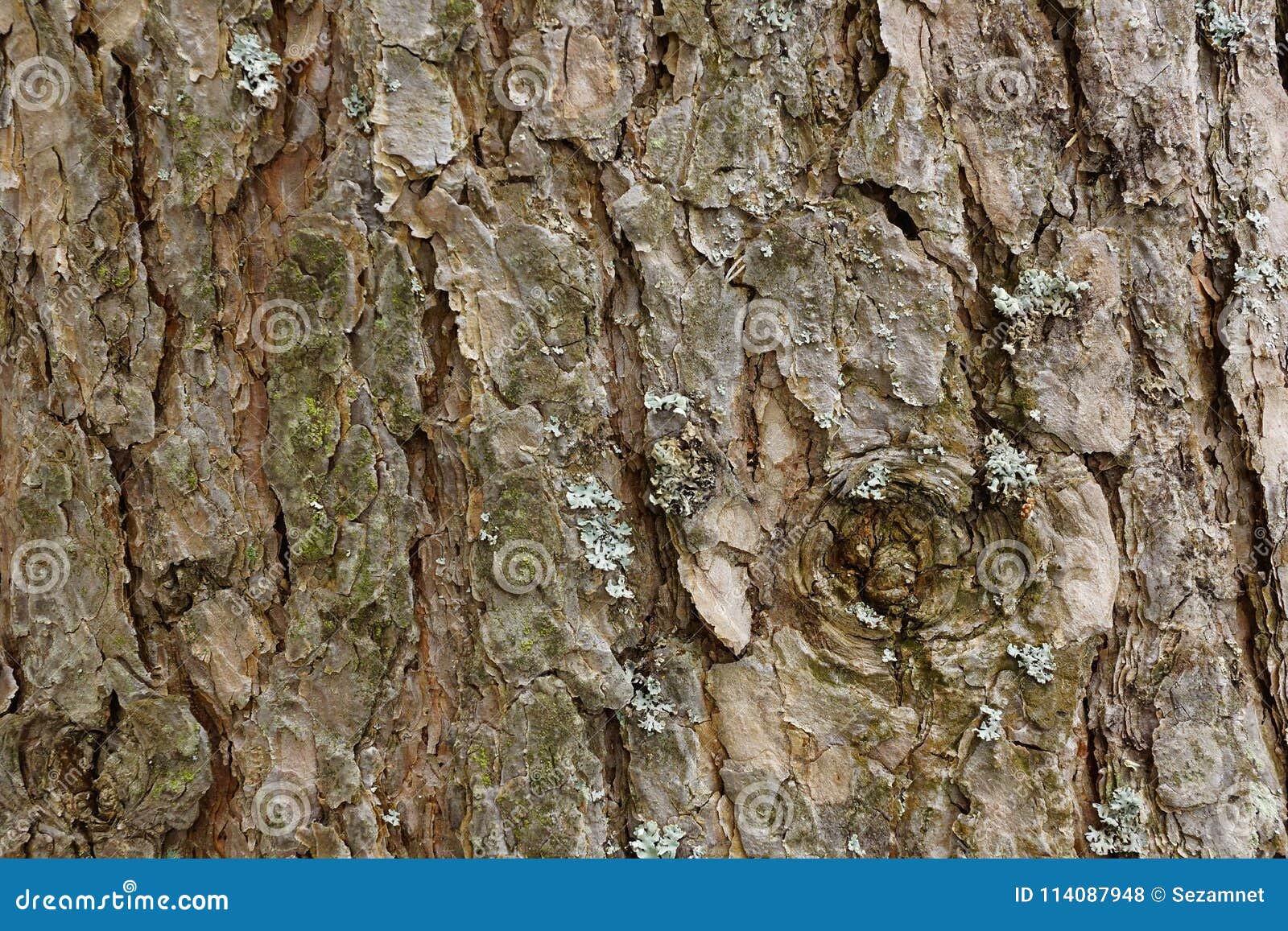 The Texture of the Tree Bark Spruce Resin Spring Stock Photo - Image of ...