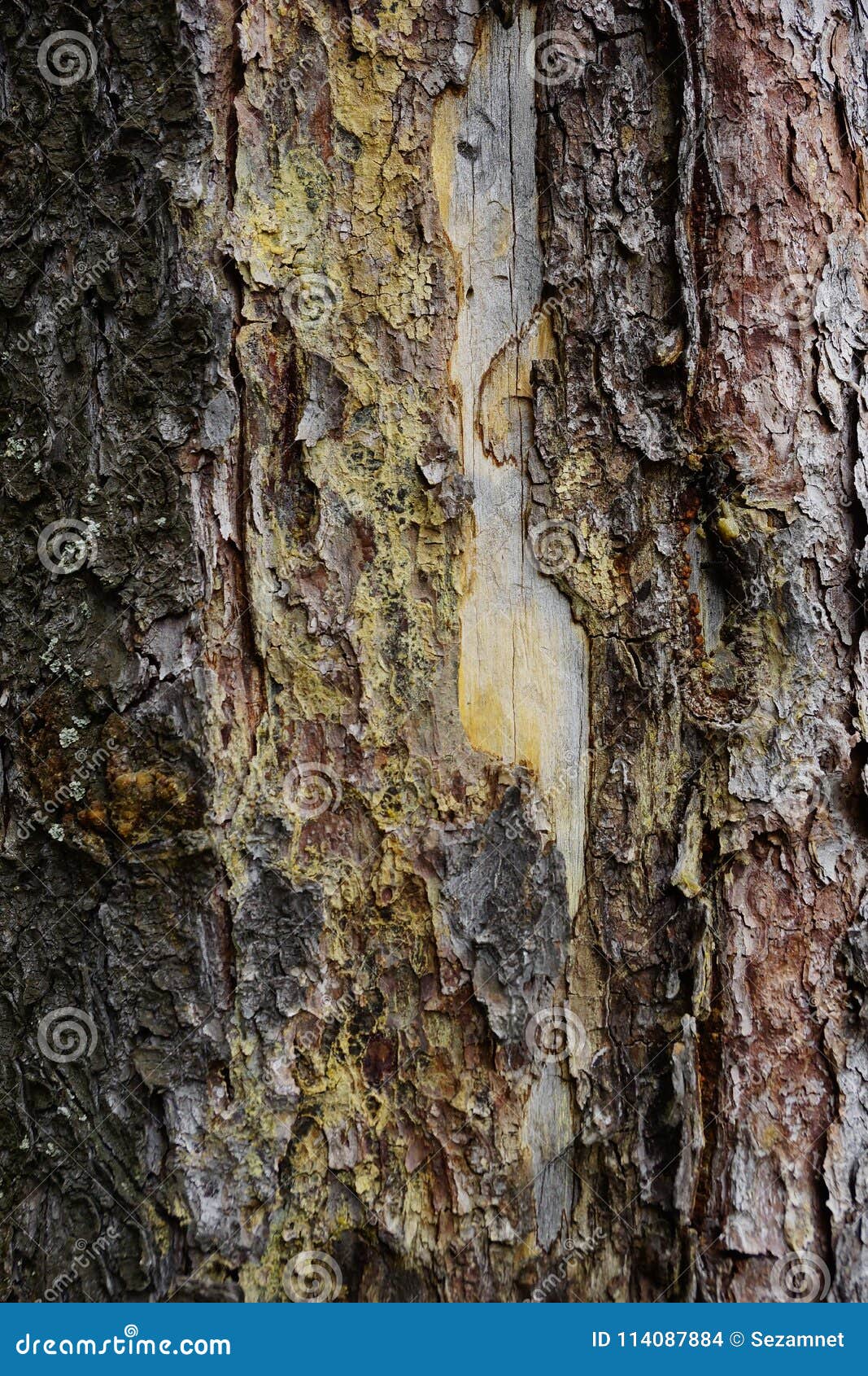 The Texture of the Tree Bark Spruce Resin Spring Stock Photo - Image of ...