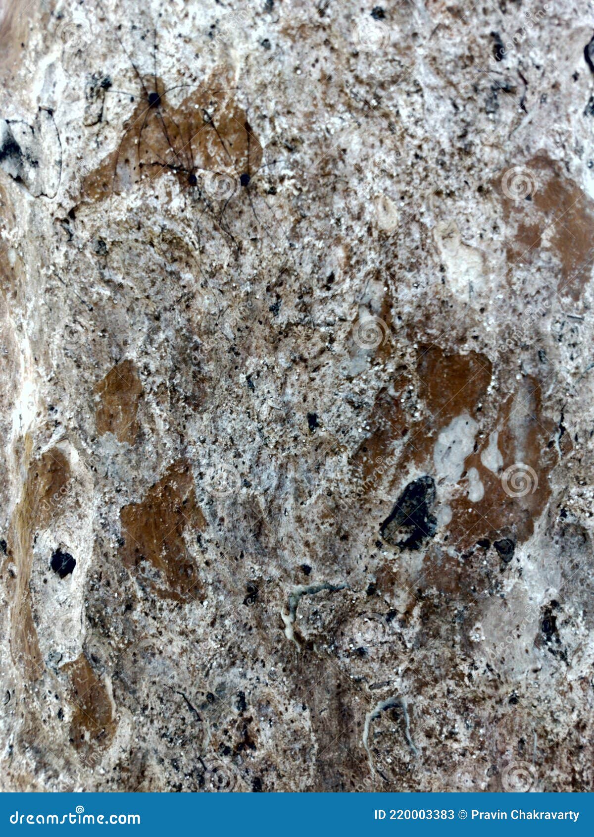 Texture of Tree Bark.Texture Shot of Brown Tree Bark, Filling the Frame ...