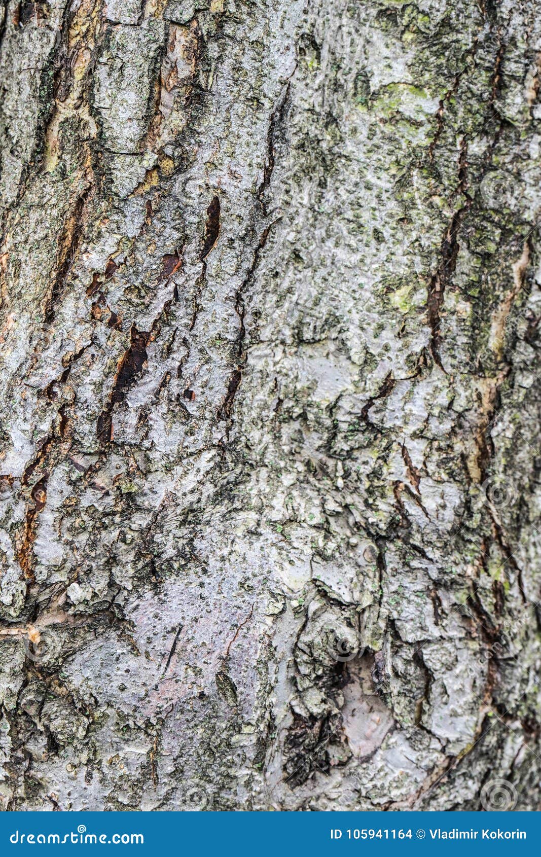 The Texture of the Tree Bark. Trees of Central Russia Stock Photo ...