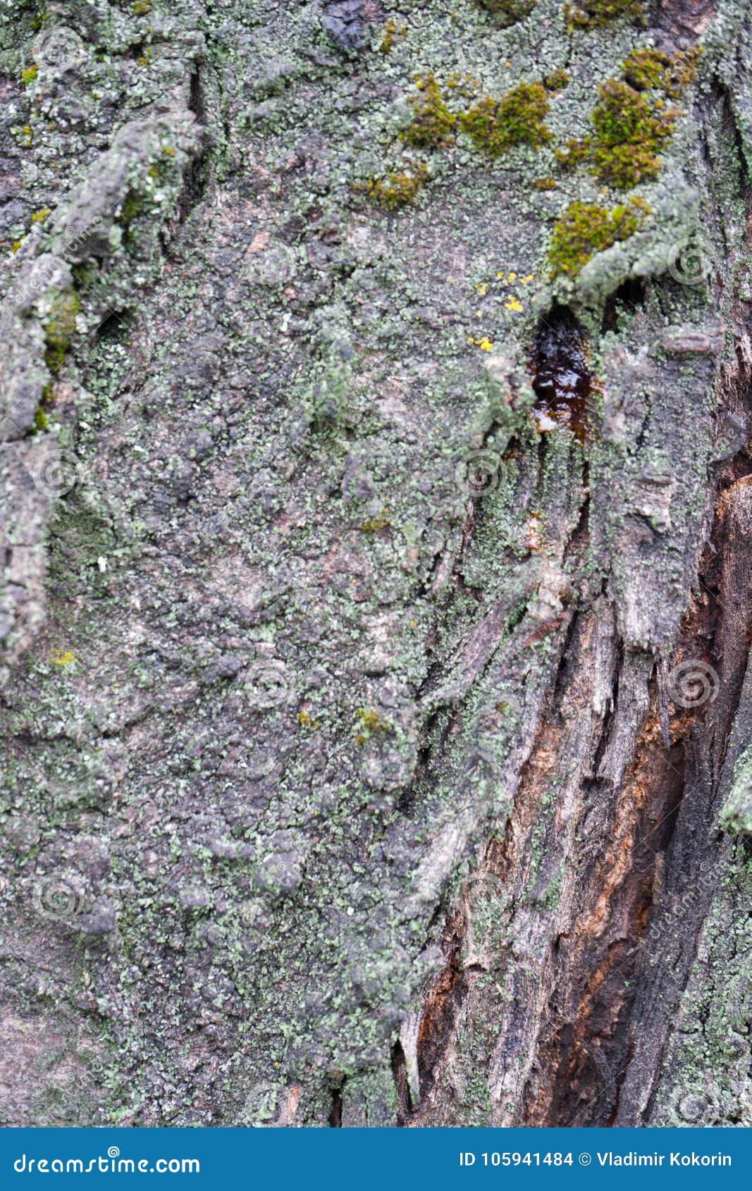 The Texture of the Tree Bark. Trees of Central Russia Stock Photo ...
