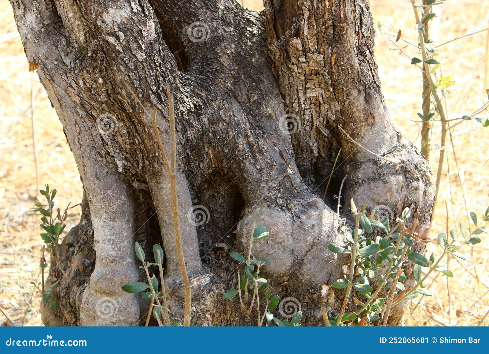 Texture of Tree Bark on the Trunk of a Large Tree Stock Image - Image ...