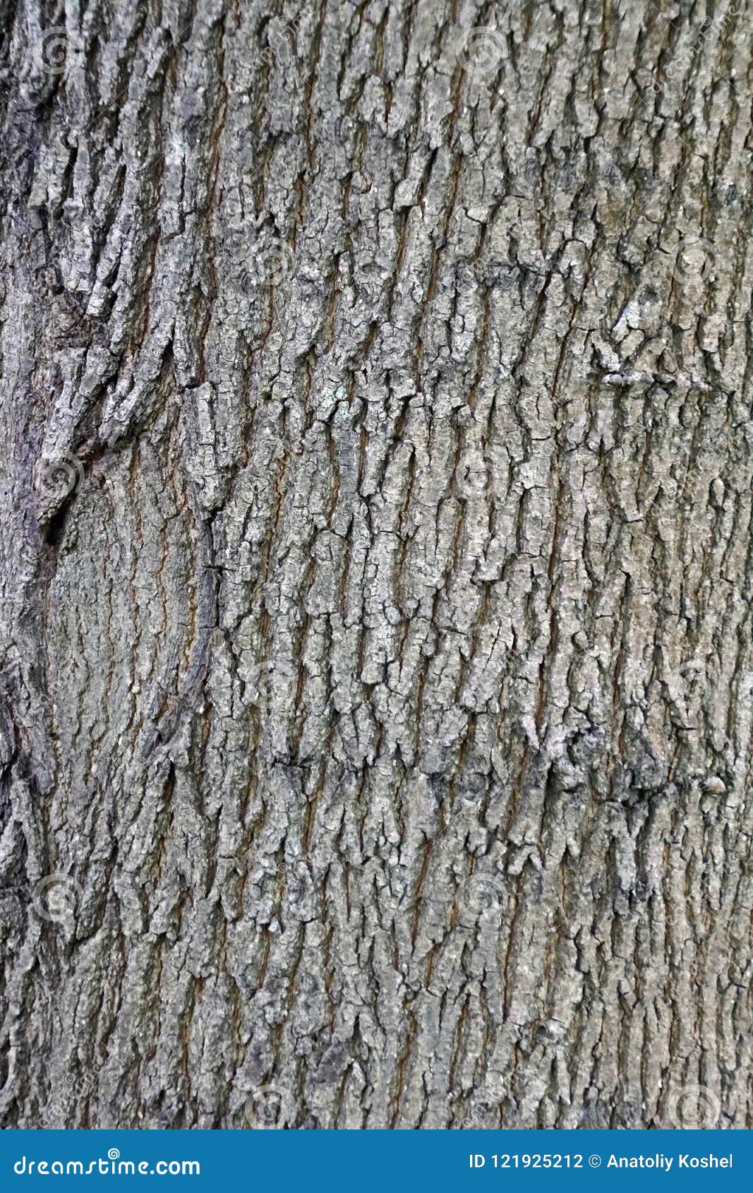 Texture of the Tree Bark. the Trunk of a Maple. Graphic of Nature Stock ...