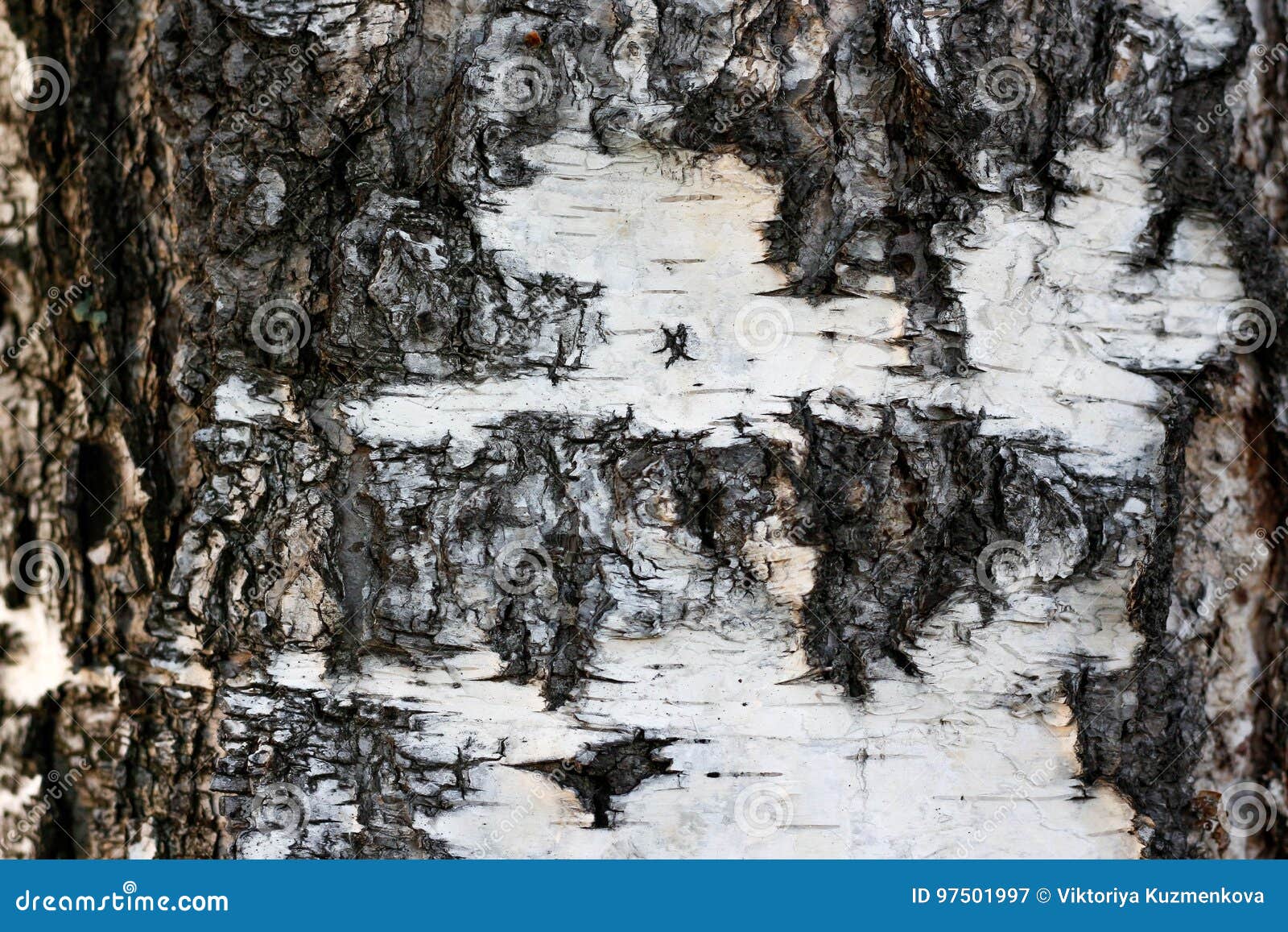 The Texture of the Tree Bark. White Birch Stock Image - Image of bark ...