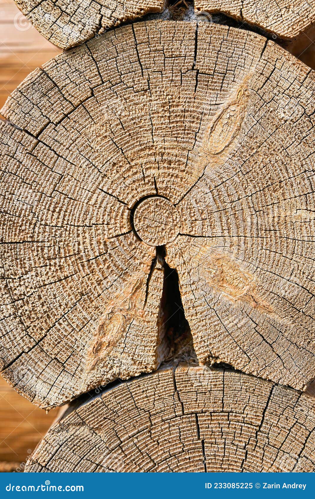 The Texture of the Tree on the Cut of a Log Stock Image - Image of ...
