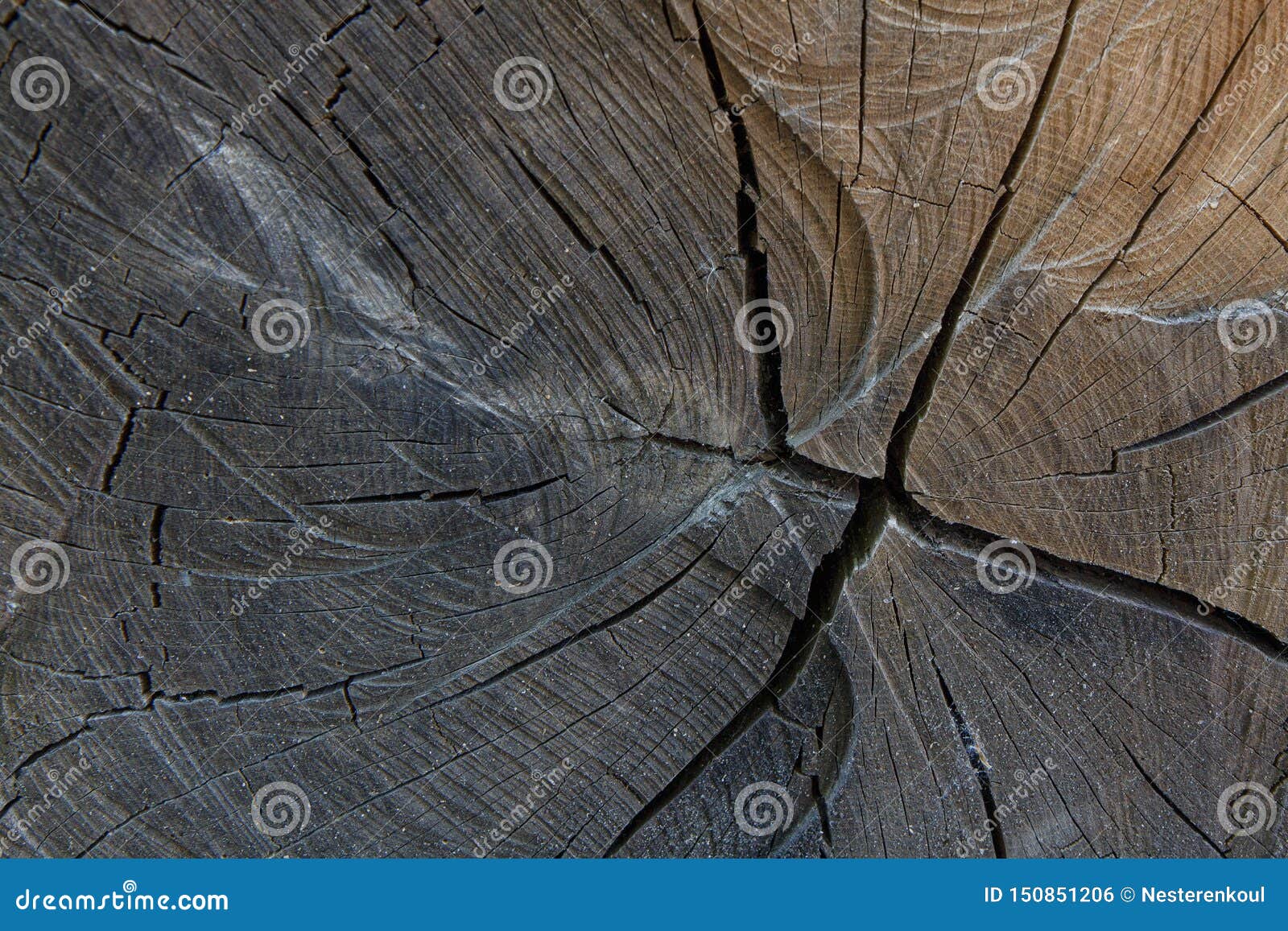 The Texture of the Tree Cut Stock Photo - Image of textured, lumber ...