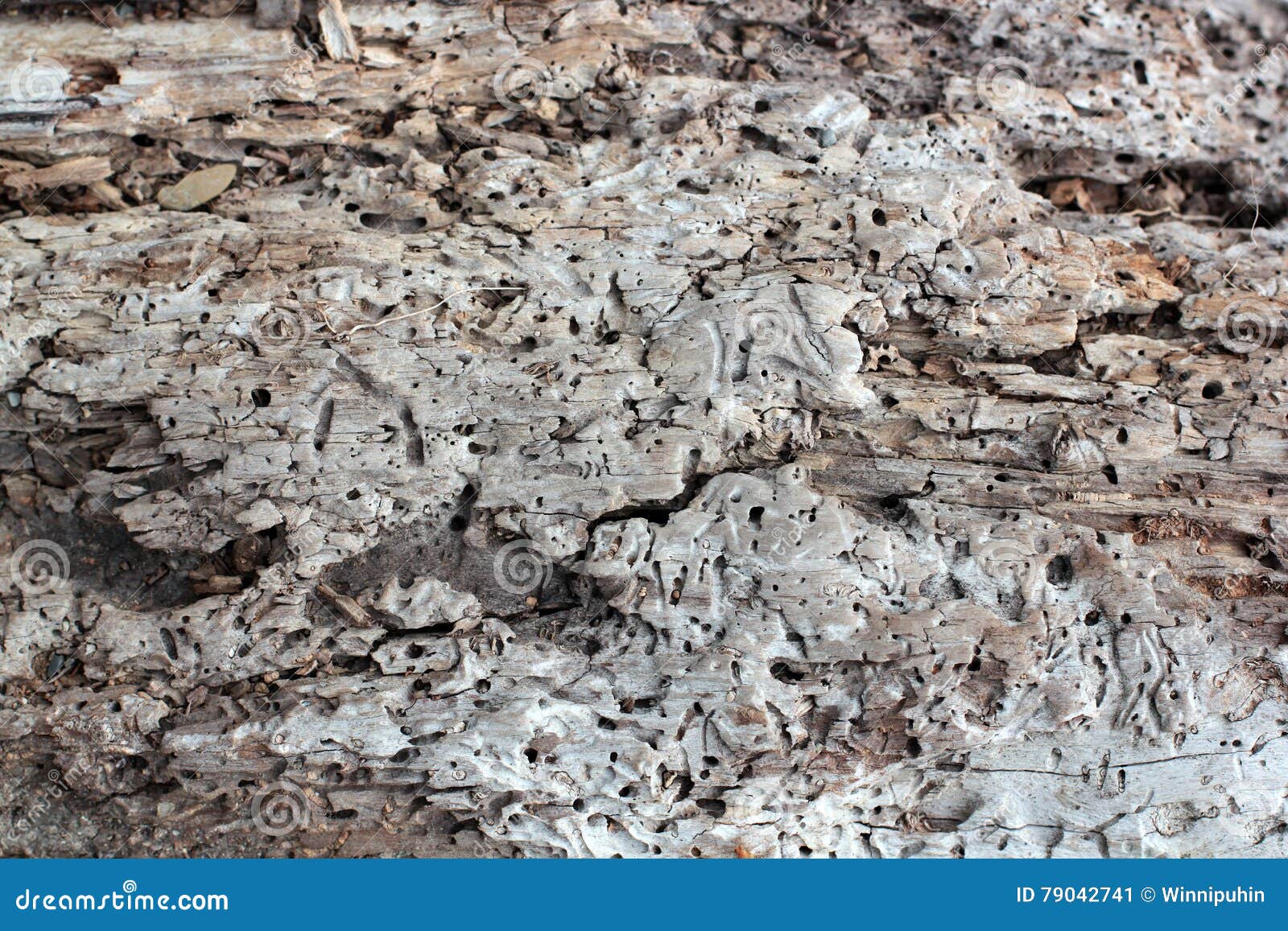 The Texture Of The Tree Eaten By Bark Beetles Stock Image ...