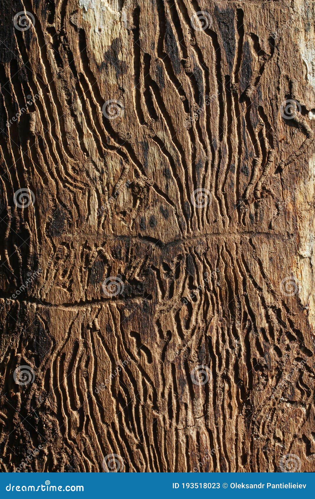 The Texture of a Tree Eaten by Bark Beetles Stock Image - Image of wood ...