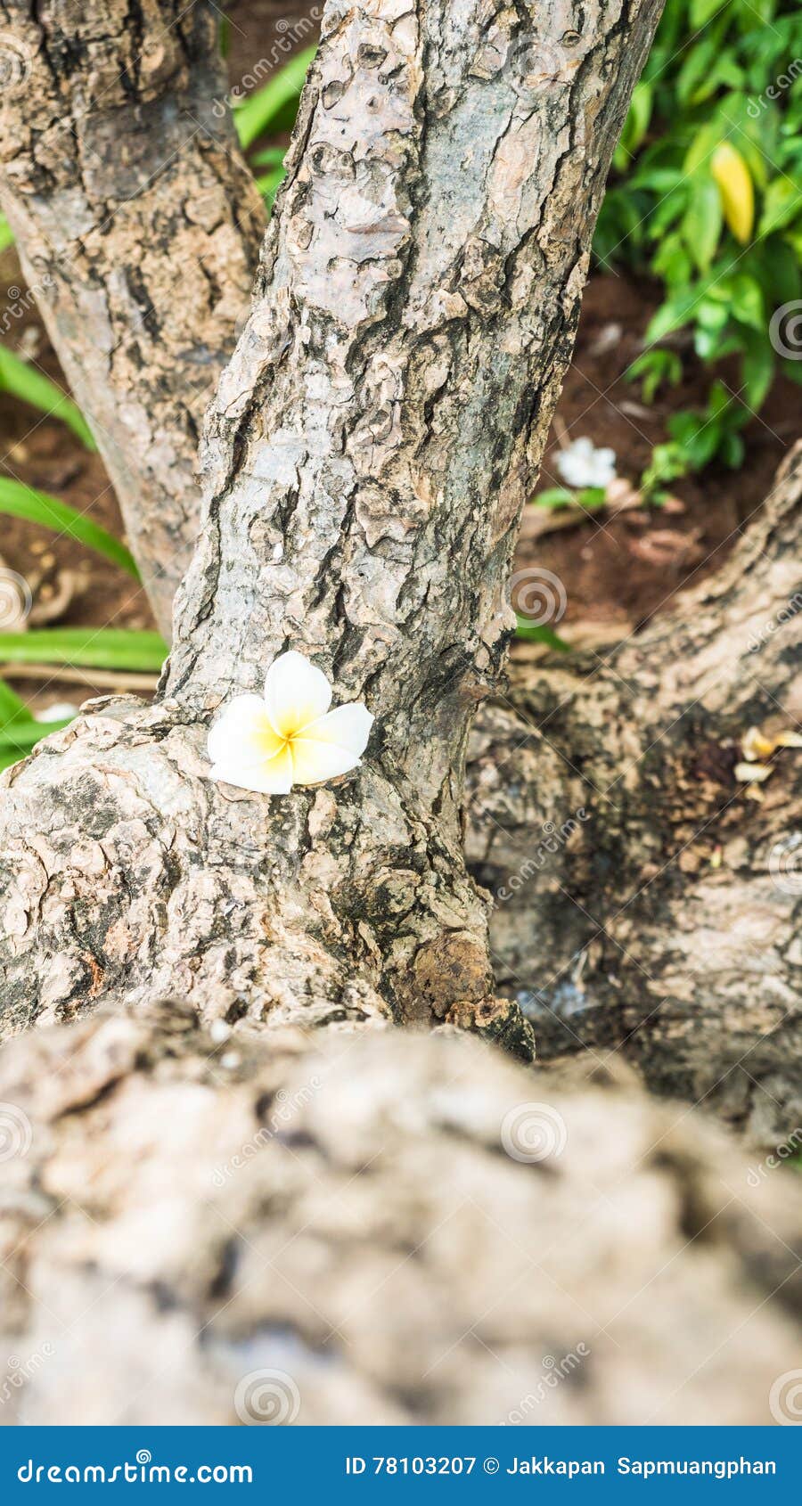 Texture tree and flower stock image. Image of japanese - 78103207