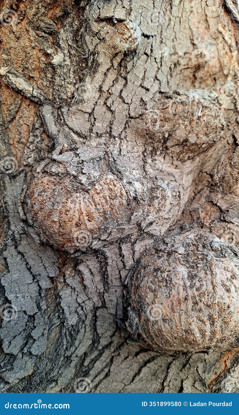 The Texture of a Tree that Has Circular Bumps Stock Photo - Image of ...
