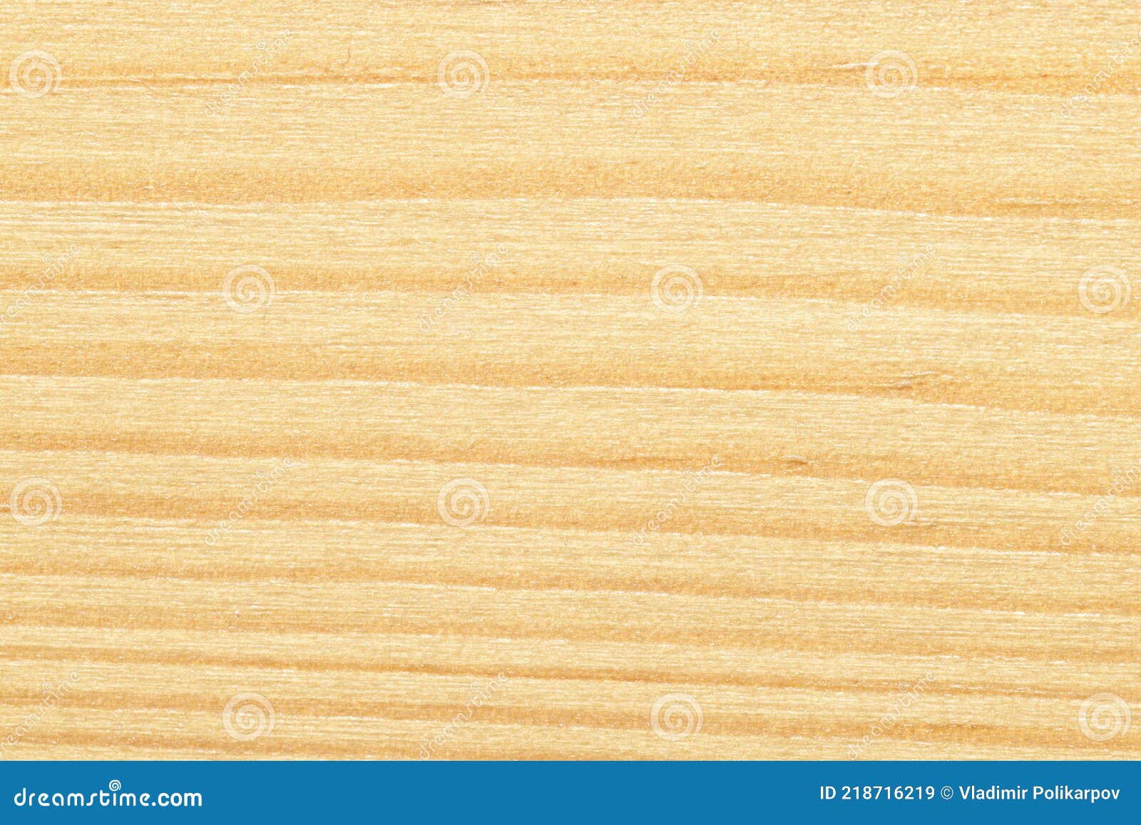 The Texture of the Tree with Horizontal Stripes. Cut of Pine Close-up ...