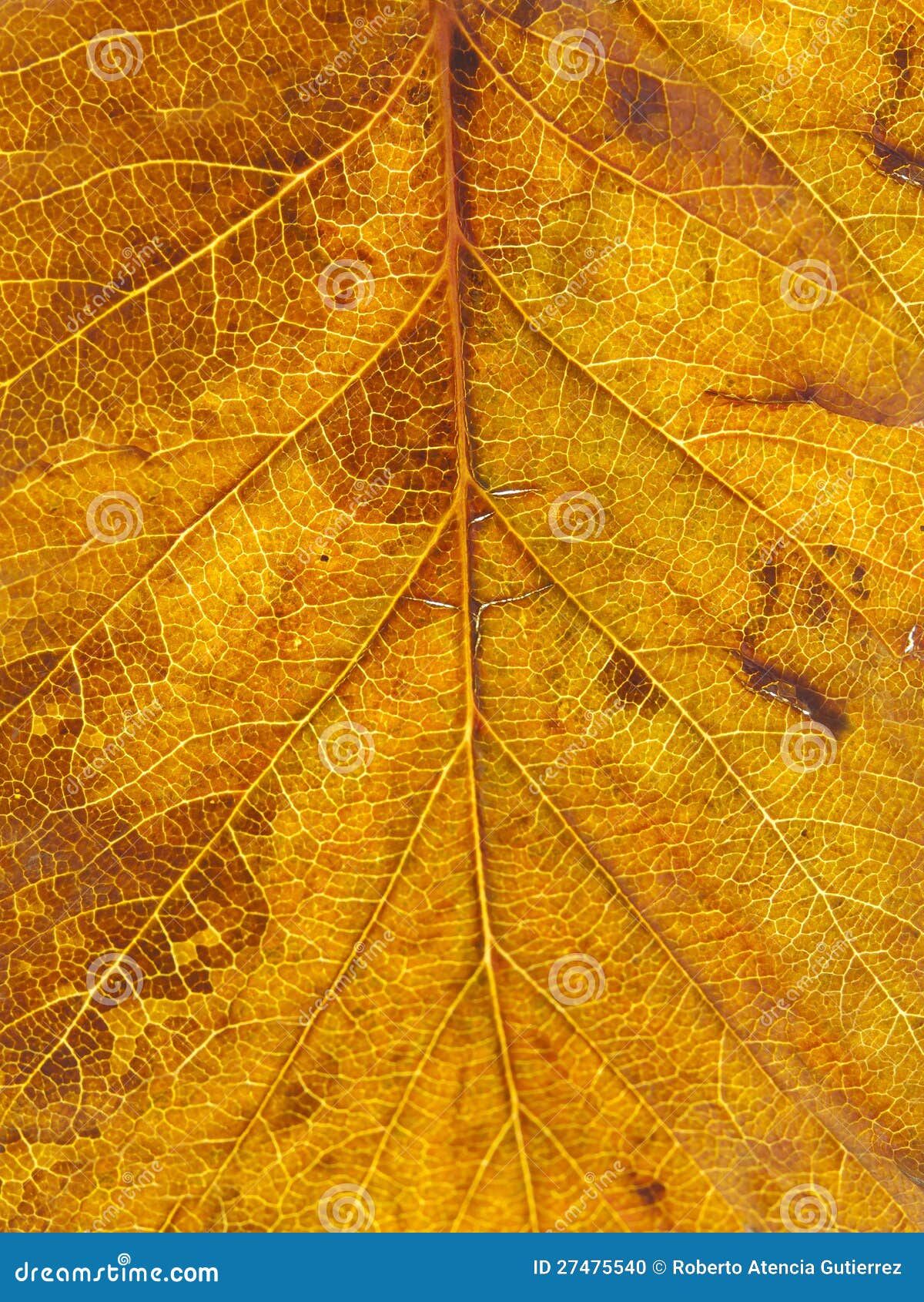 Texture tree leaf fall stock photo. Image of natural - 27475540