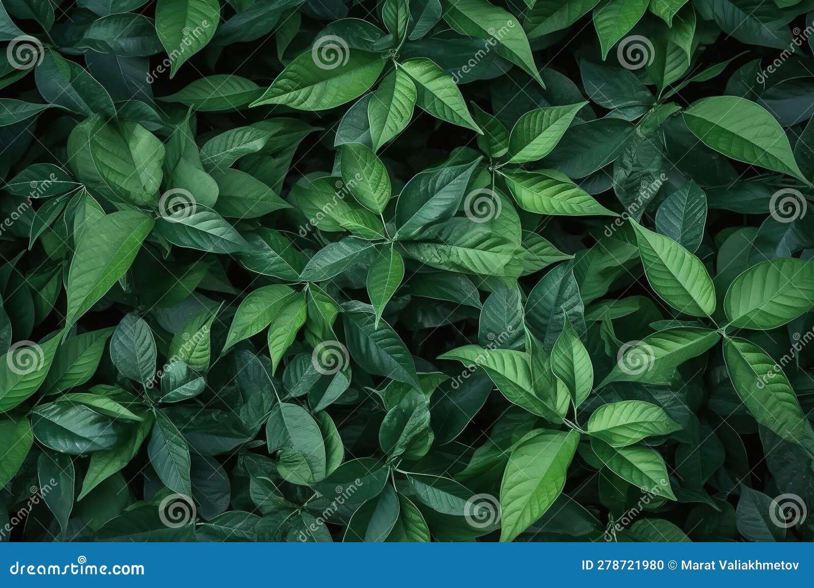 The Texture of a Tree Leaf. Macro Texture of Foliage. Background Leaf ...