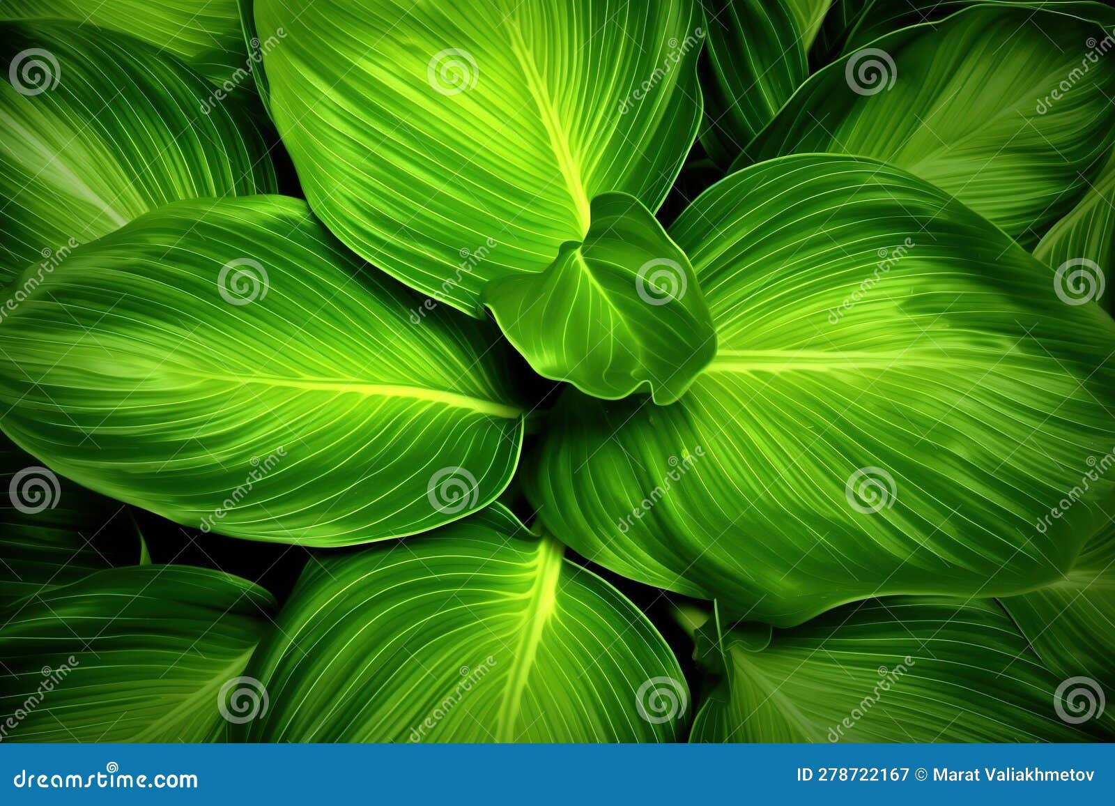 The Texture of a Tree Leaf. Macro Texture of Foliage. Background Leaf ...