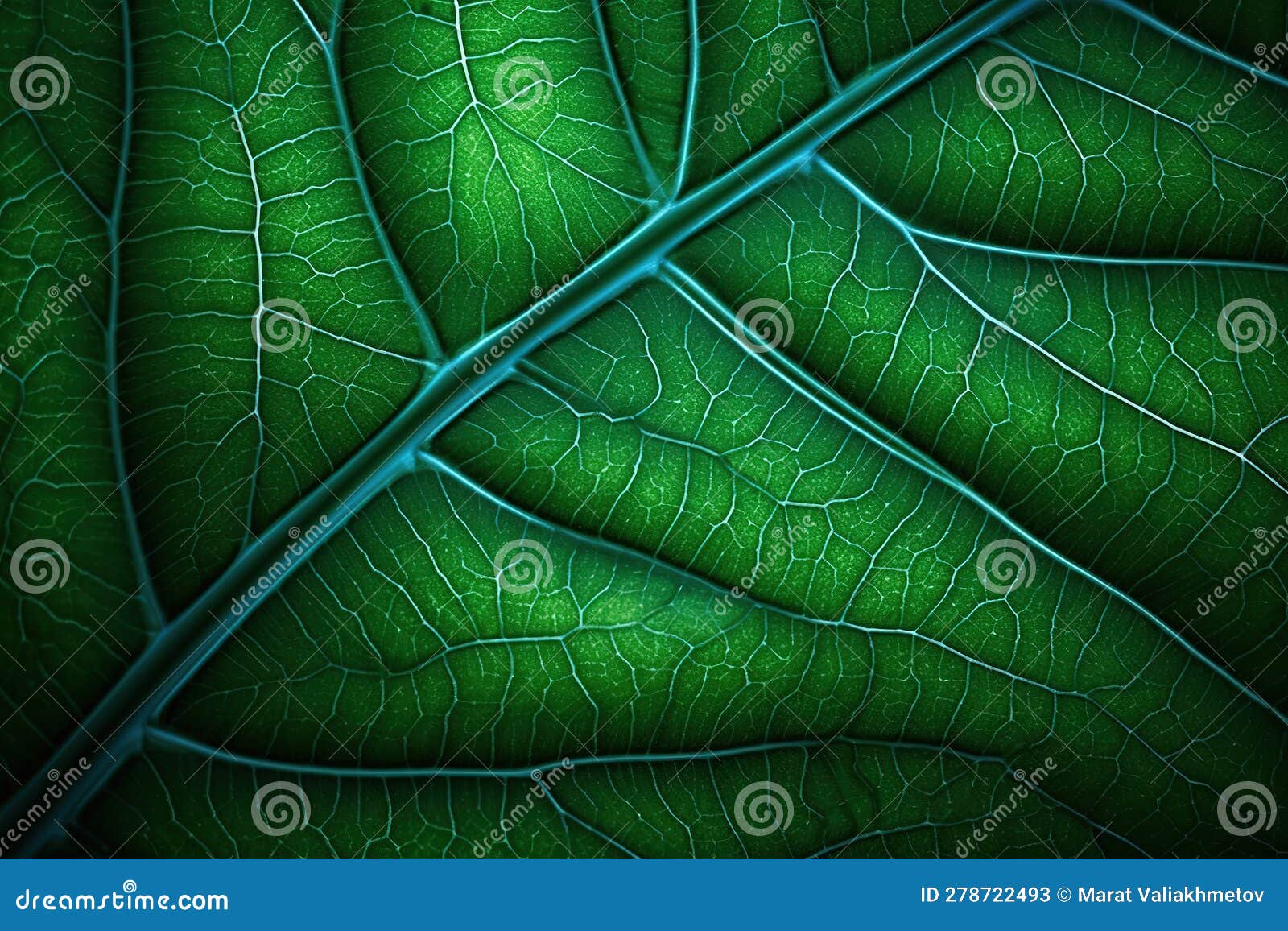 The Texture of a Tree Leaf. Macro Texture of Foliage. Background Leaf ...