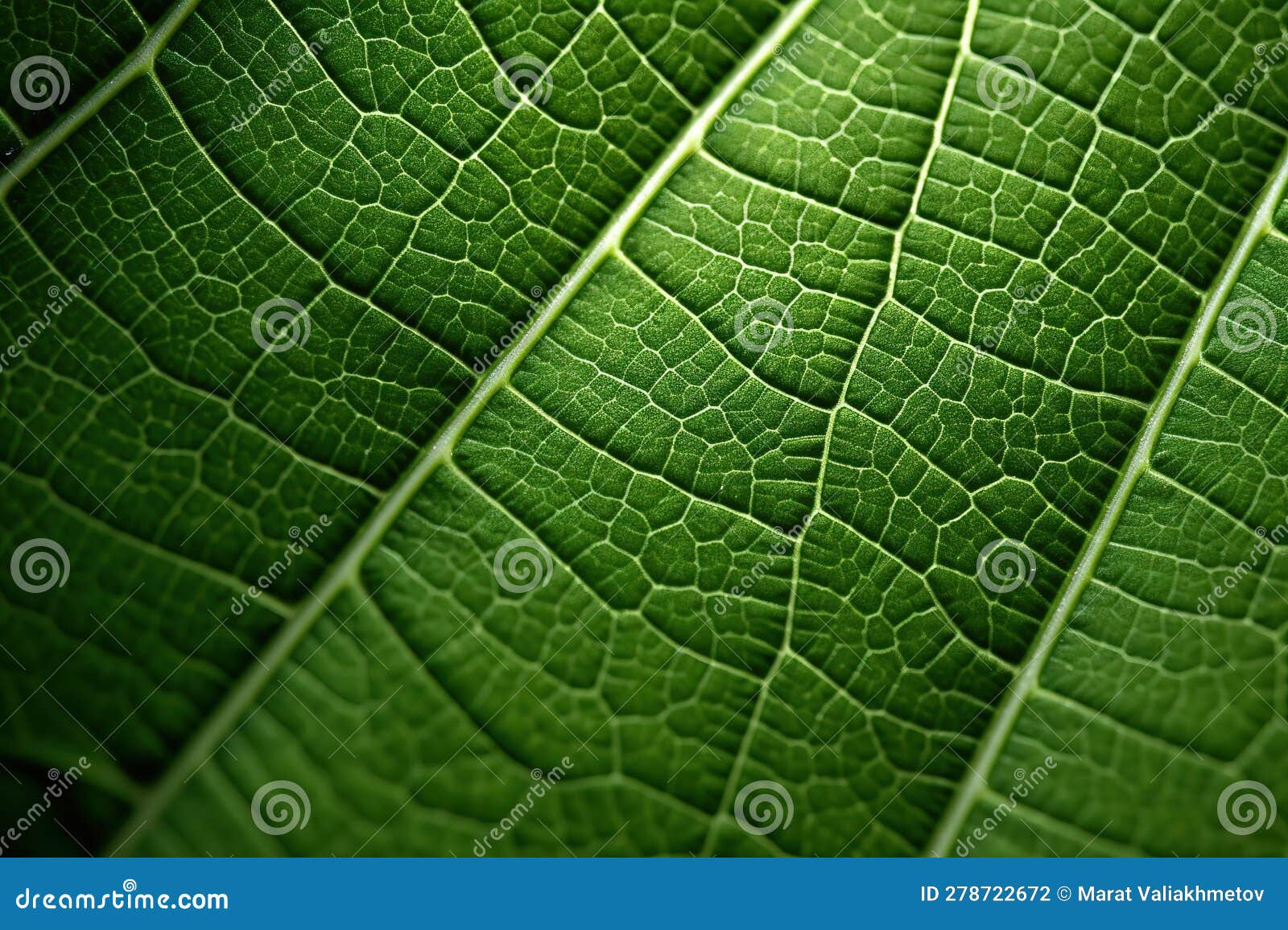 The Texture of a Tree Leaf. Macro Texture of Foliage. Background Leaf ...