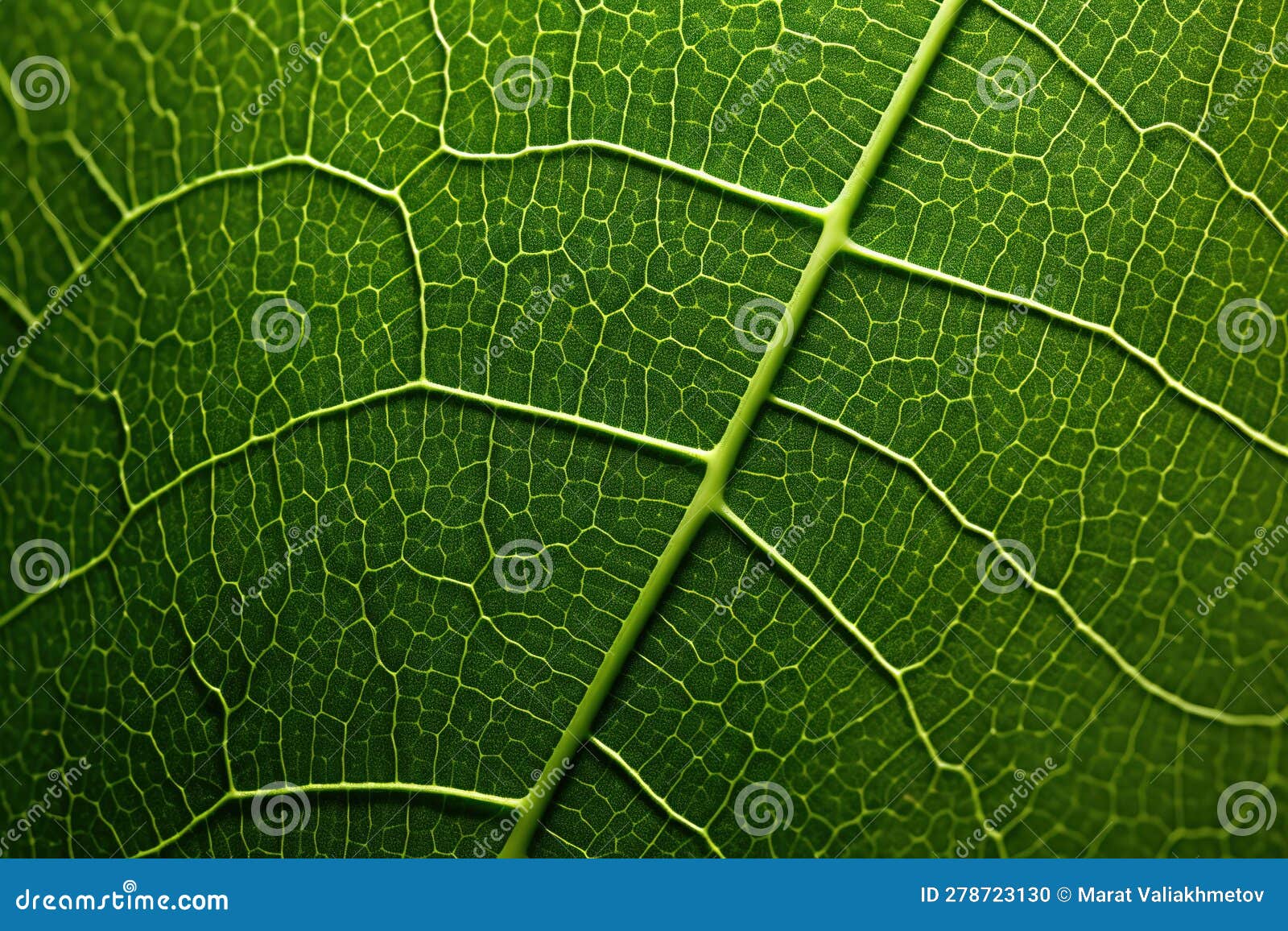 The Texture of a Tree Leaf. Macro Texture of Foliage. Background Leaf ...