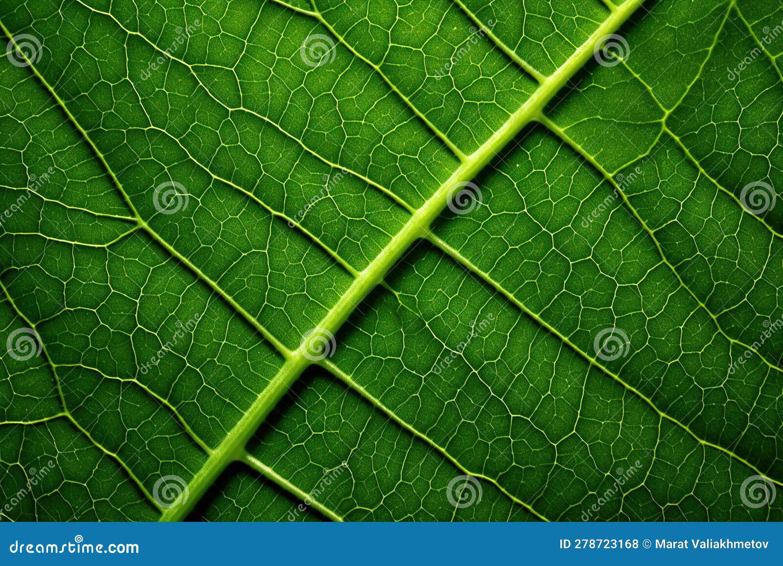 The Texture of a Tree Leaf. Macro Texture of Foliage. Background Leaf ...