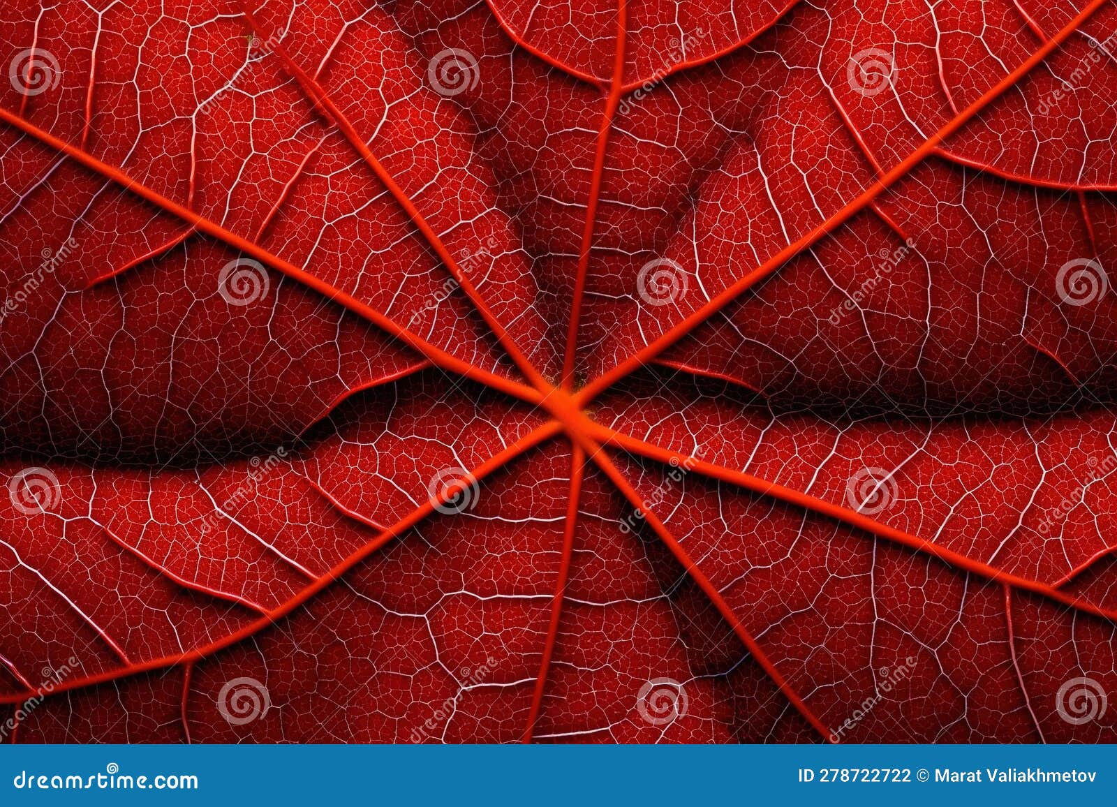 The Texture of a Tree Leaf. Macro Texture of Foliage. Background Red ...