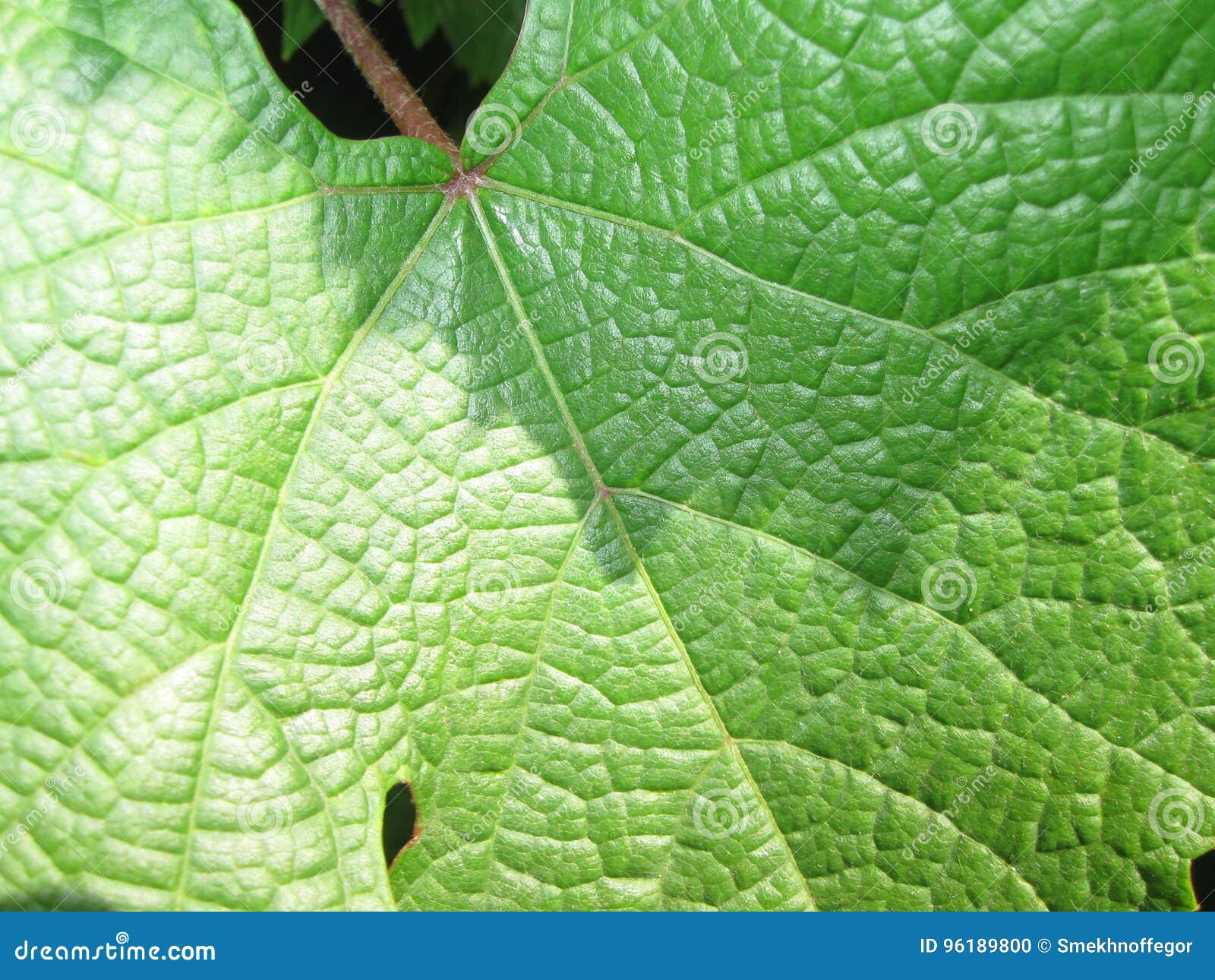 Texture tree leaf stock photo. Image of veinlet, grape - 96189800