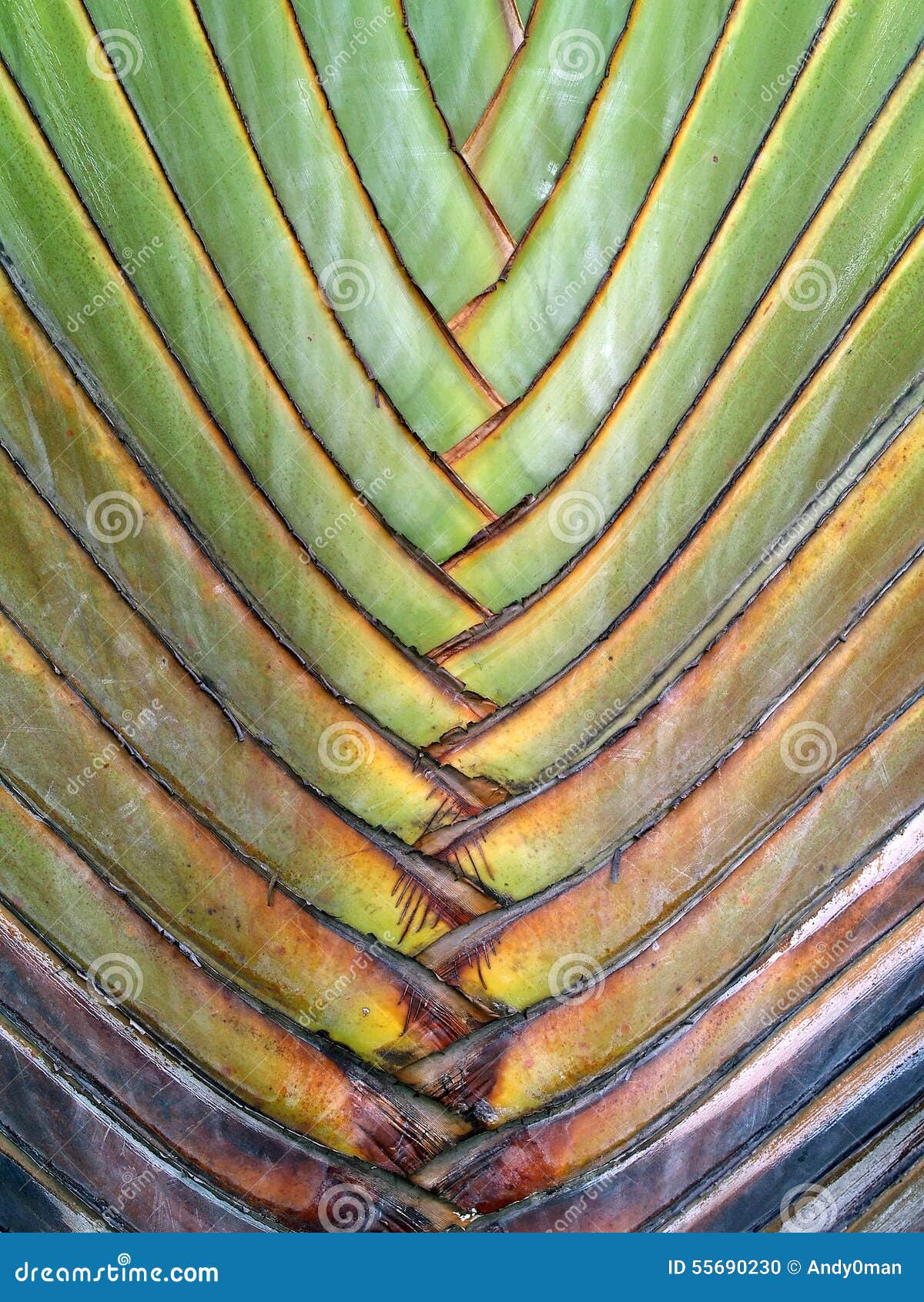 Close-up Pattern of Leaf Stalk Layer of Palm Tree Stock Photo - Image ...