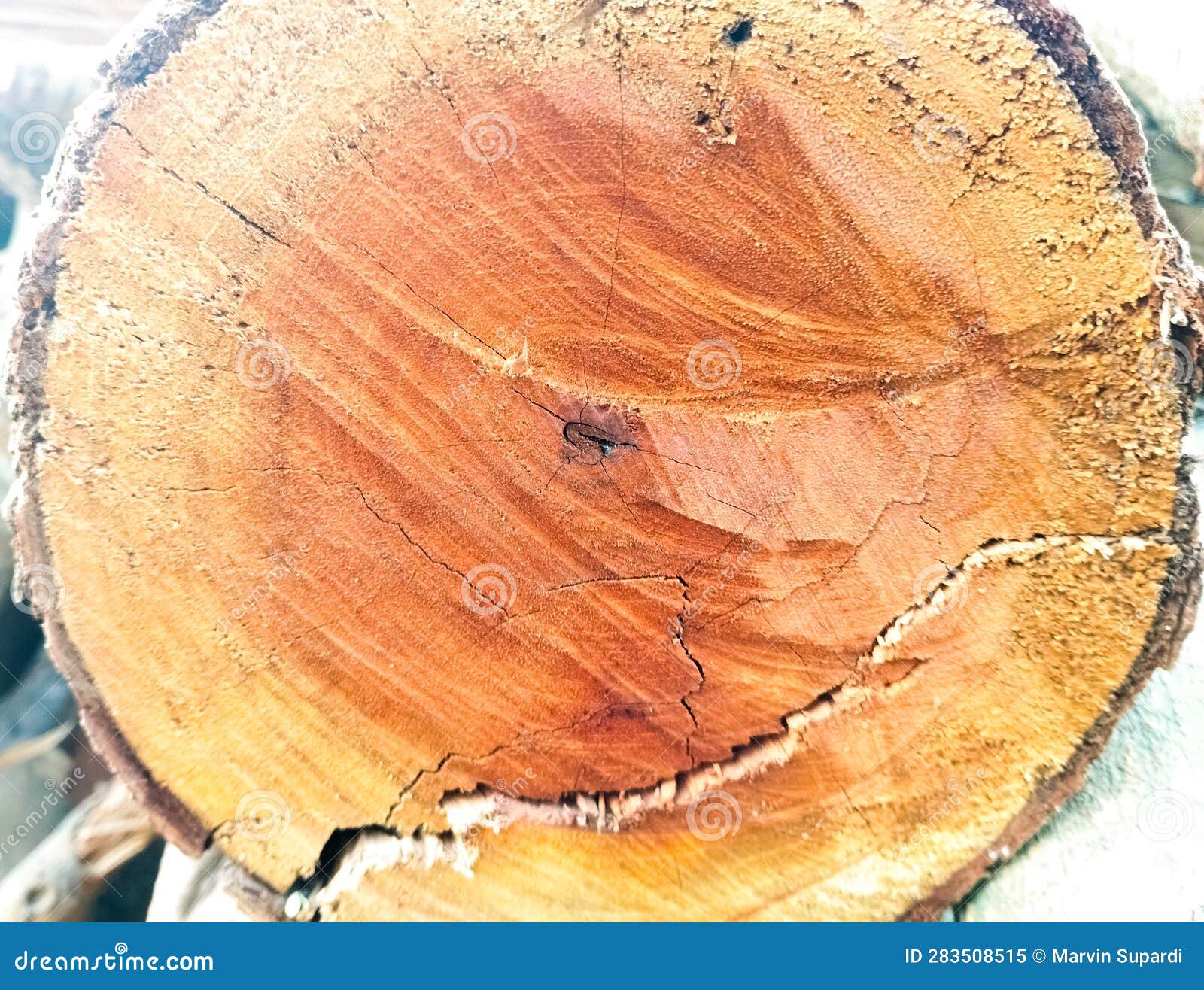 Texture Of Tree Log Stock Image Image Of Carving Trunk 283508515